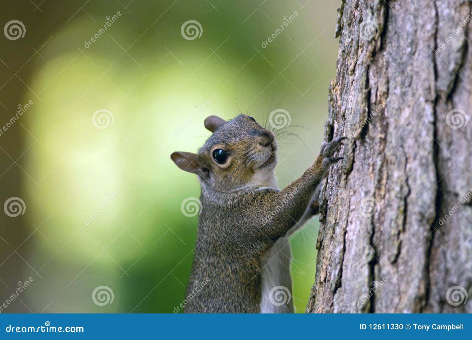 Squirrel sniffing in air stock photo. Image of squirrel - 12611330