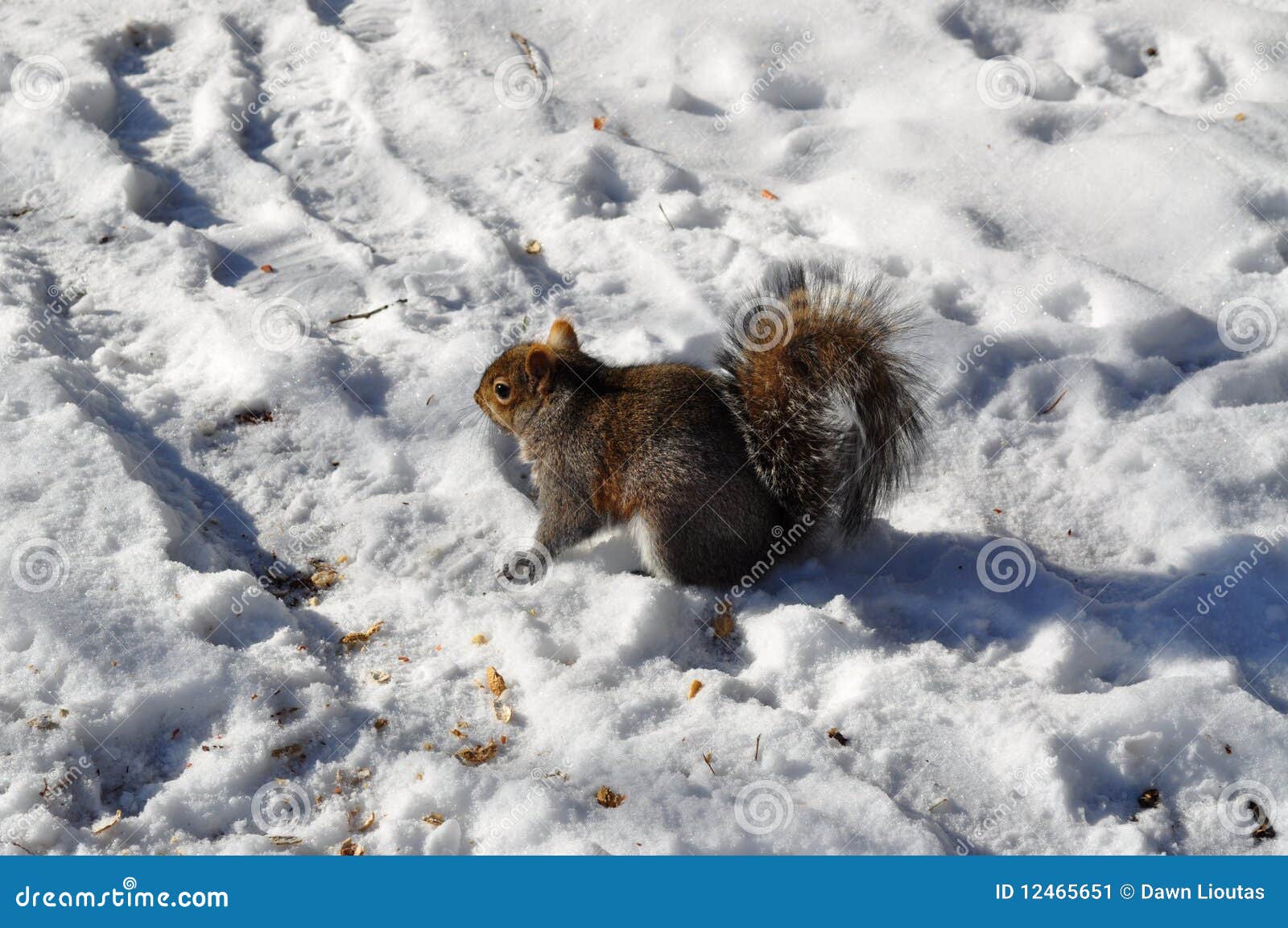 Squirrel in Snow stock image. Image of gardens, nature - 12465651