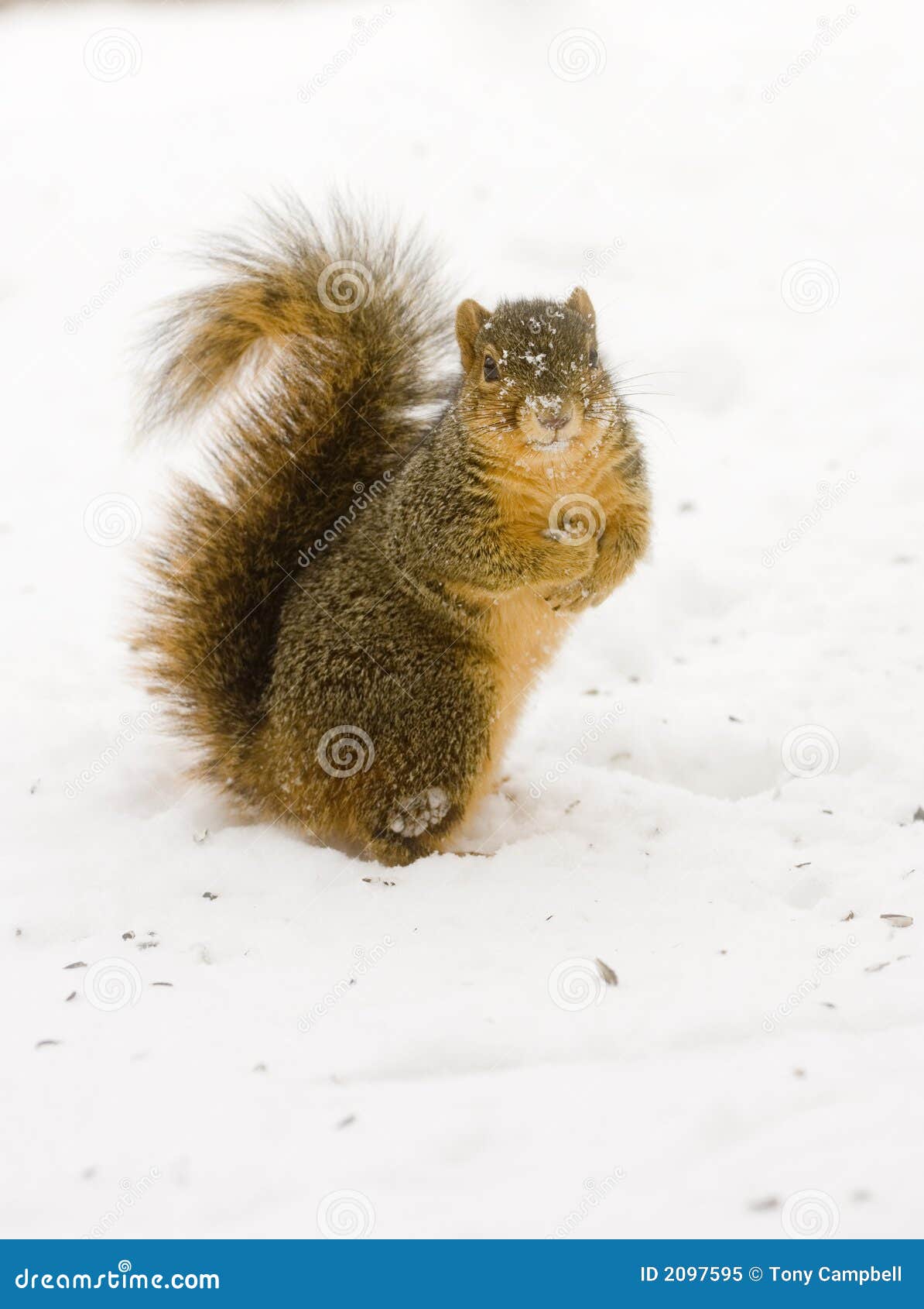 A squirrel in snow stock image. Image of nature, squirrel - 2097595