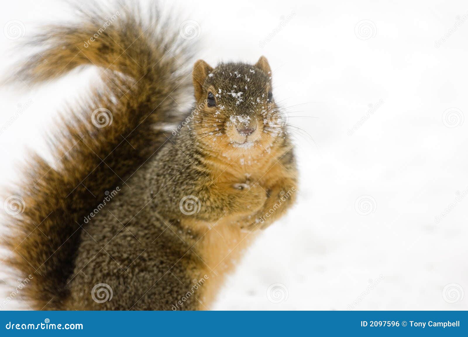 A squirrel in the snow stock photo. Image of outdoors - 2097596