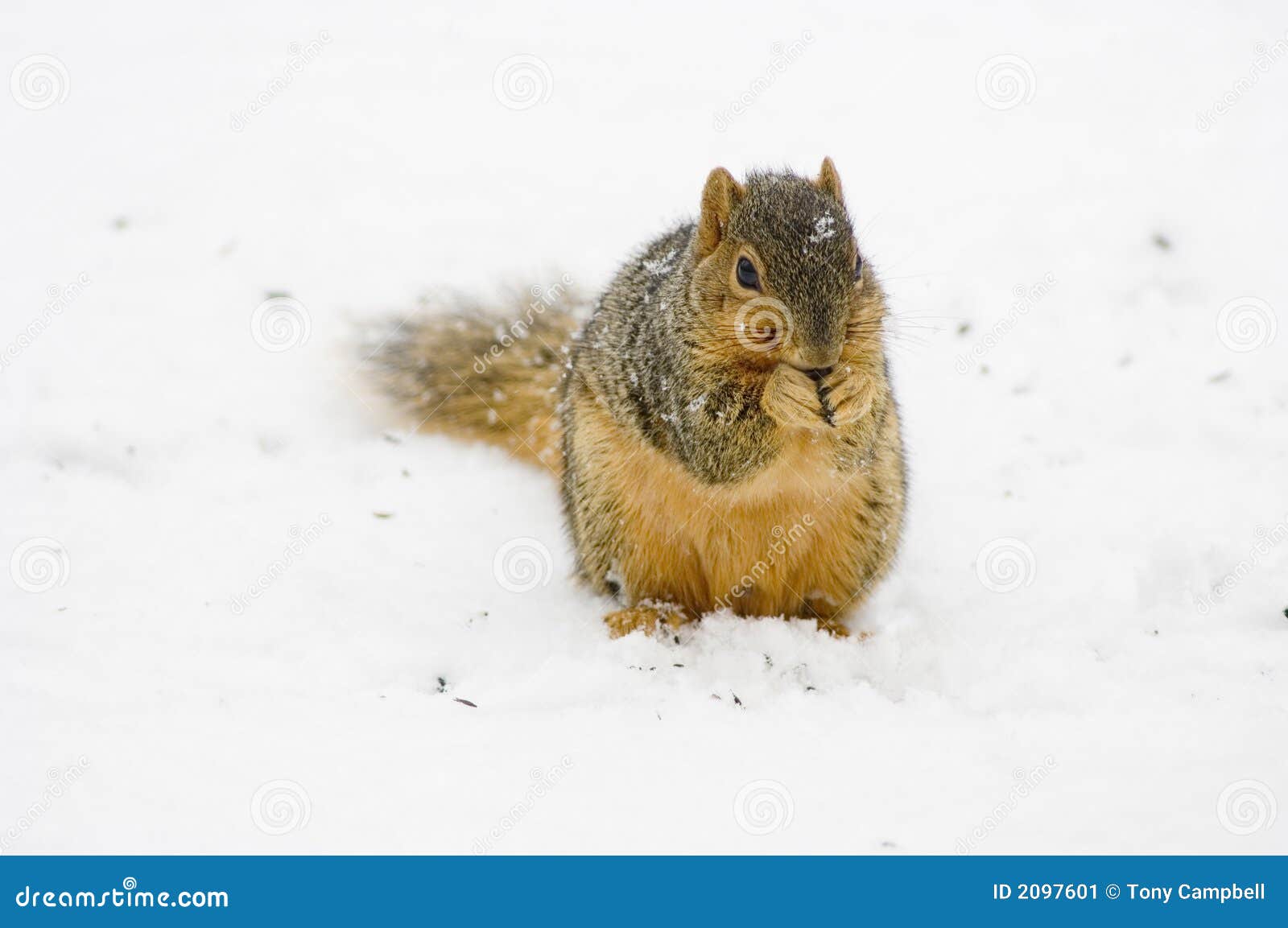 Squirrel in the snow stock image. Image of snow, squirrel - 2097601