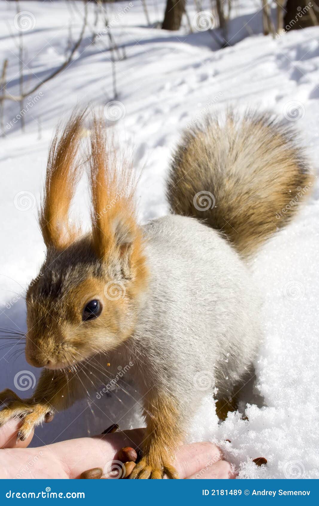 Squirrel on the snow stock image. Image of crop, cute - 2181489