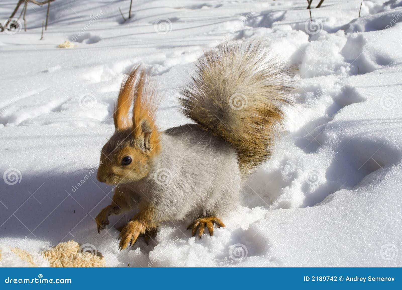 Squirrel on the snow stock photo. Image of nature, snow - 2189742