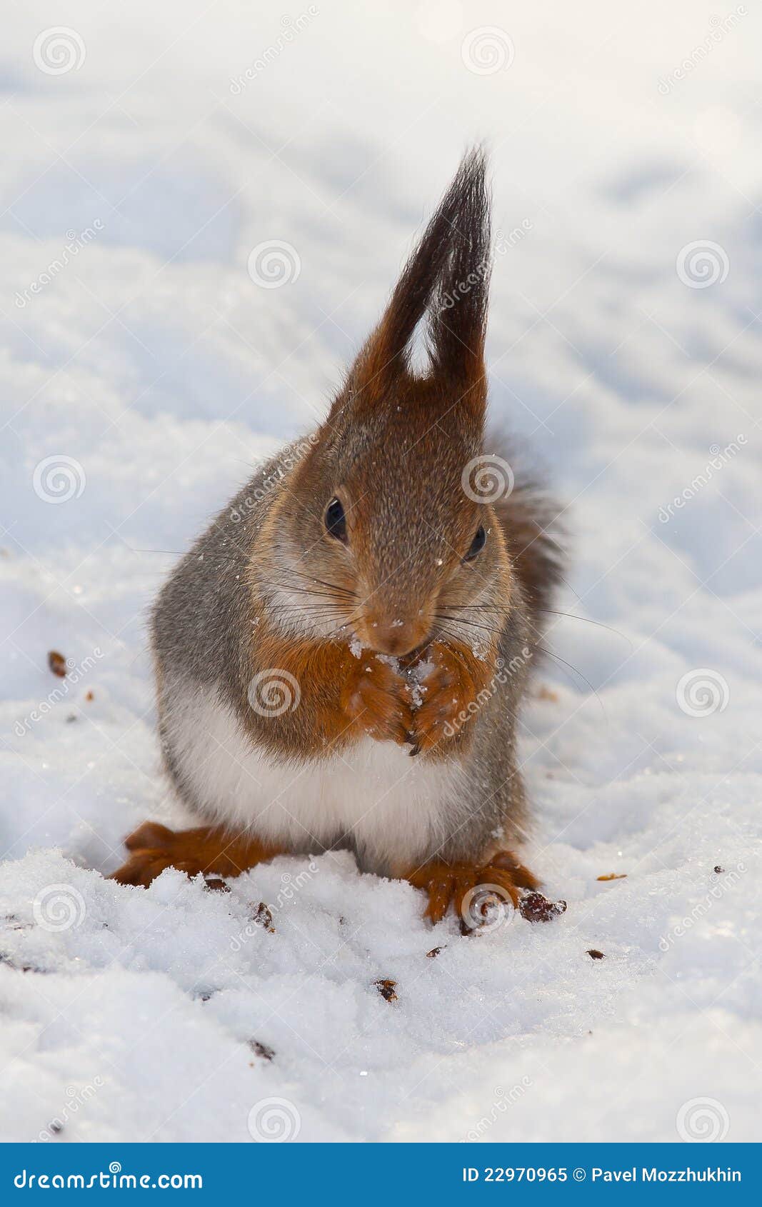 Squirrel on snow stock image. Image of fluffy, holding - 22970965