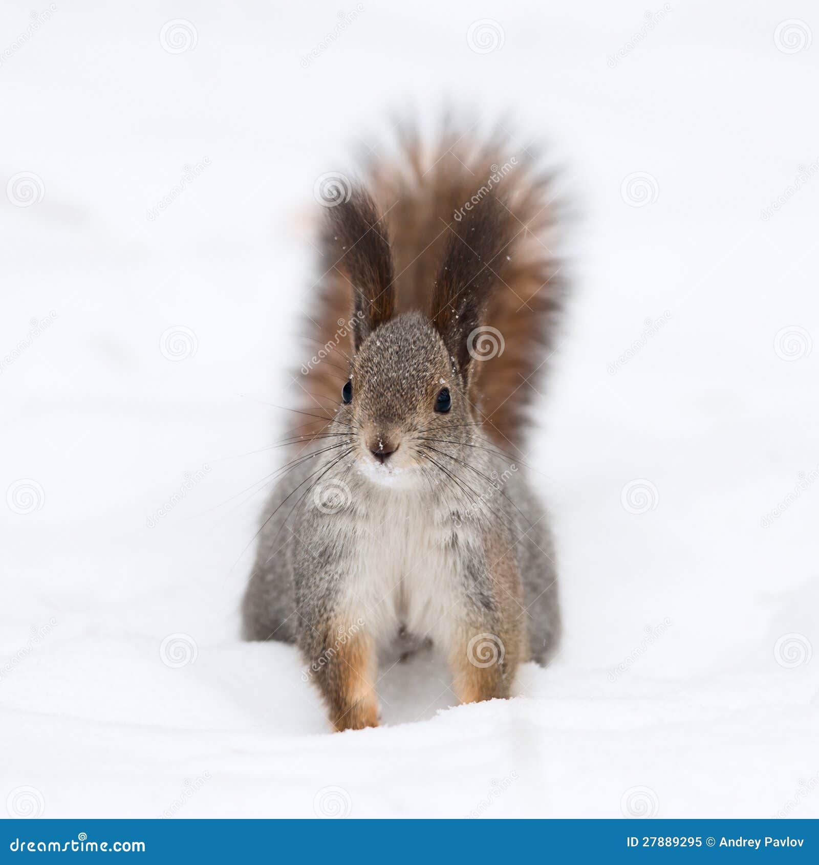 Squirrel on the snow stock image. Image of fluffy, animal - 27889295