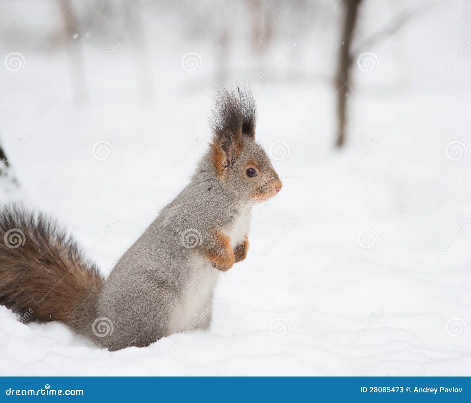 Squirrel on the snow stock image. Image of postcard, beauty - 28085473