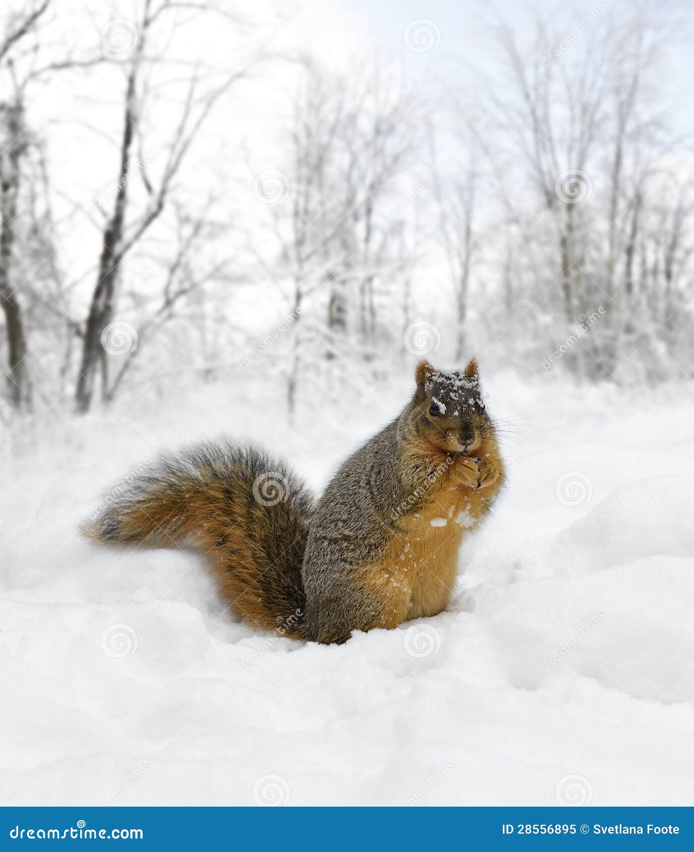 Squirrel on the Snow stock image. Image of tree, wildlife - 28556895