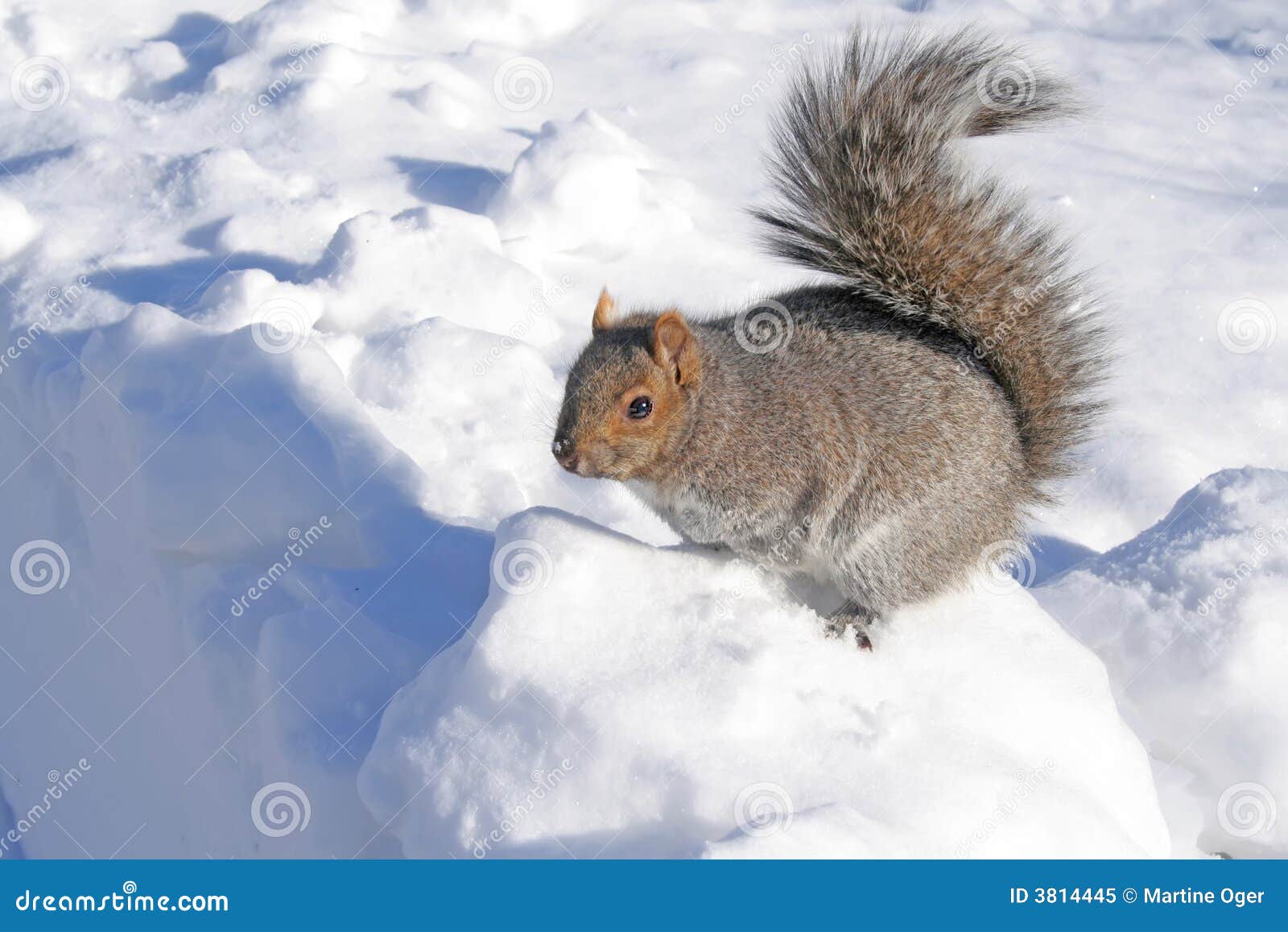 Squirrel in the snow stock image. Image of rodent, natural - 3814445