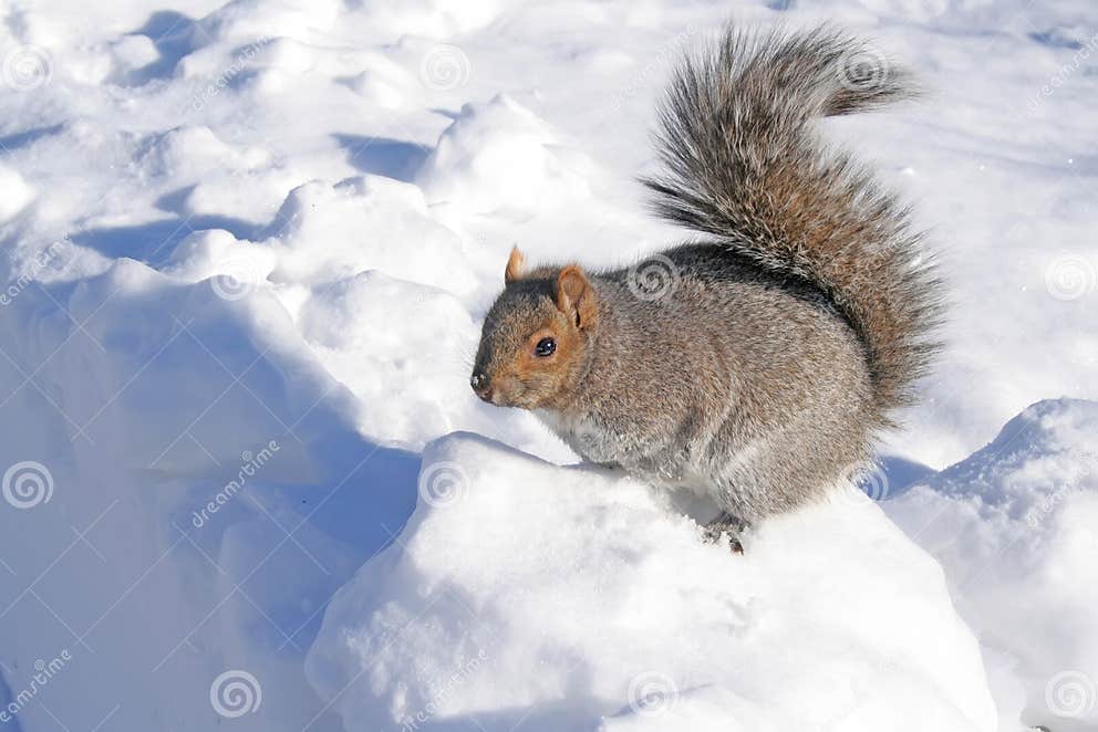 Squirrel in the snow stock image. Image of rodent, natural - 3814445