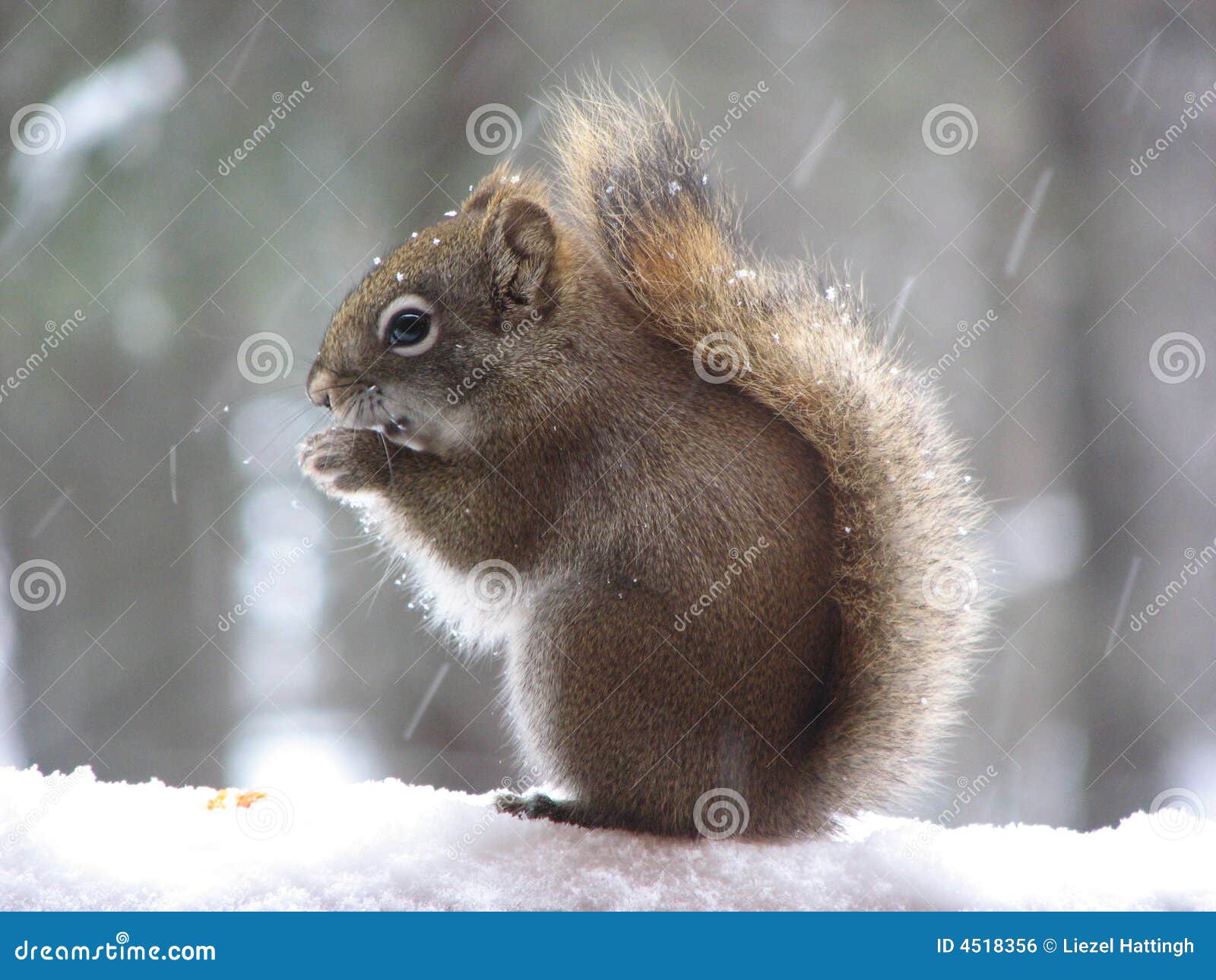 Squirrel in snow stock photo. Image of cute, winter, mammal - 4518356