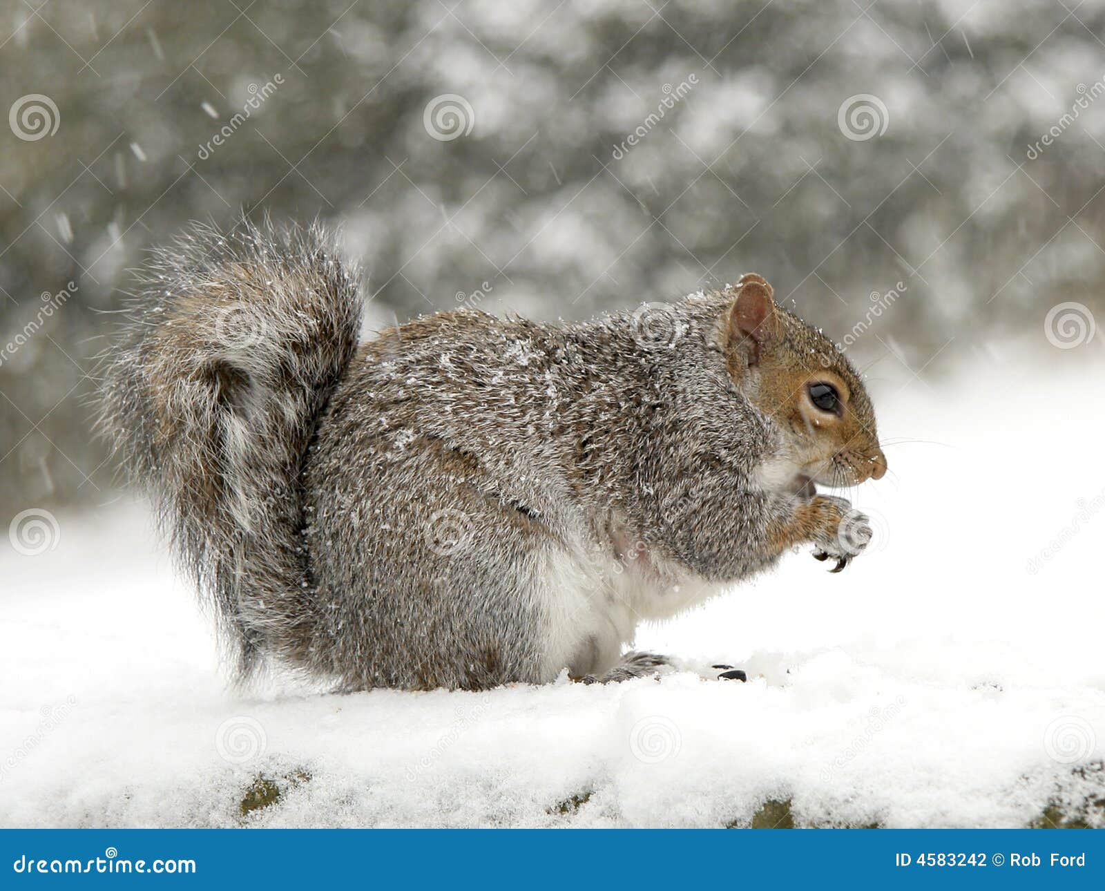 Squirrel in the snow stock photo. Image of winter, grey - 4583242
