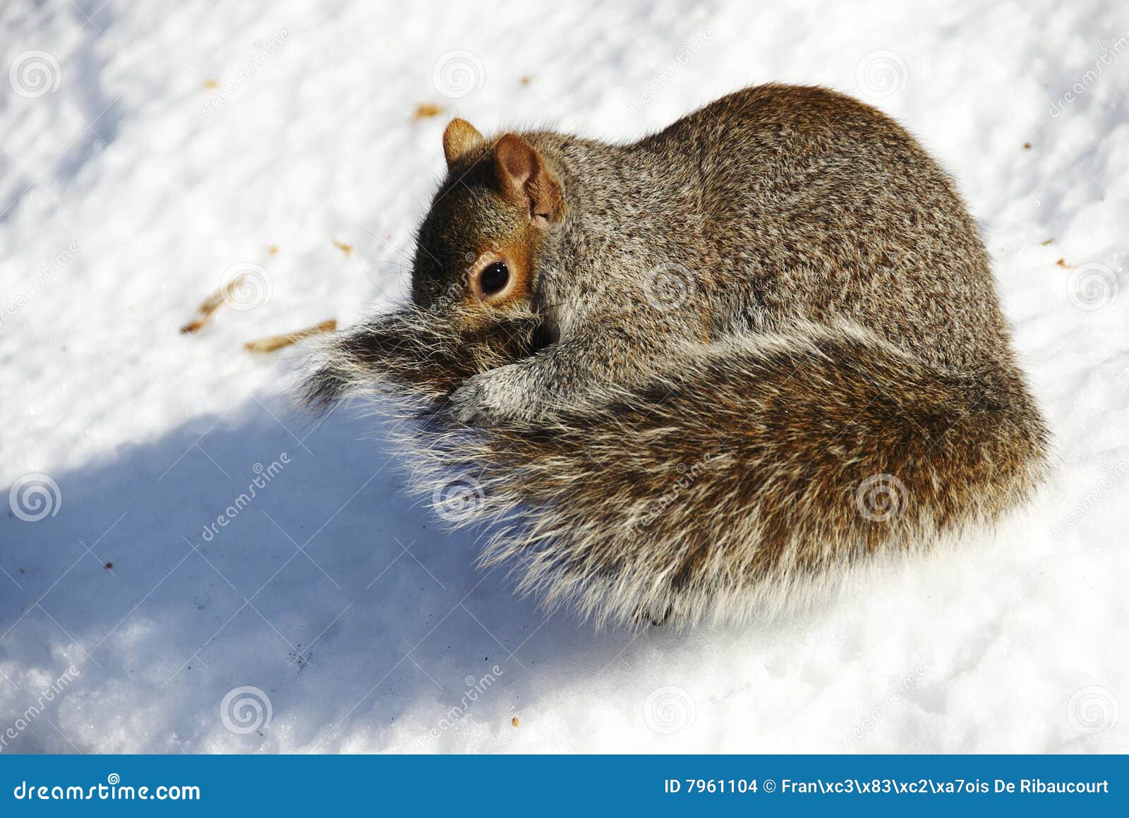 Squirrel in the snow stock photo. Image of hiding, wildlife - 7961104