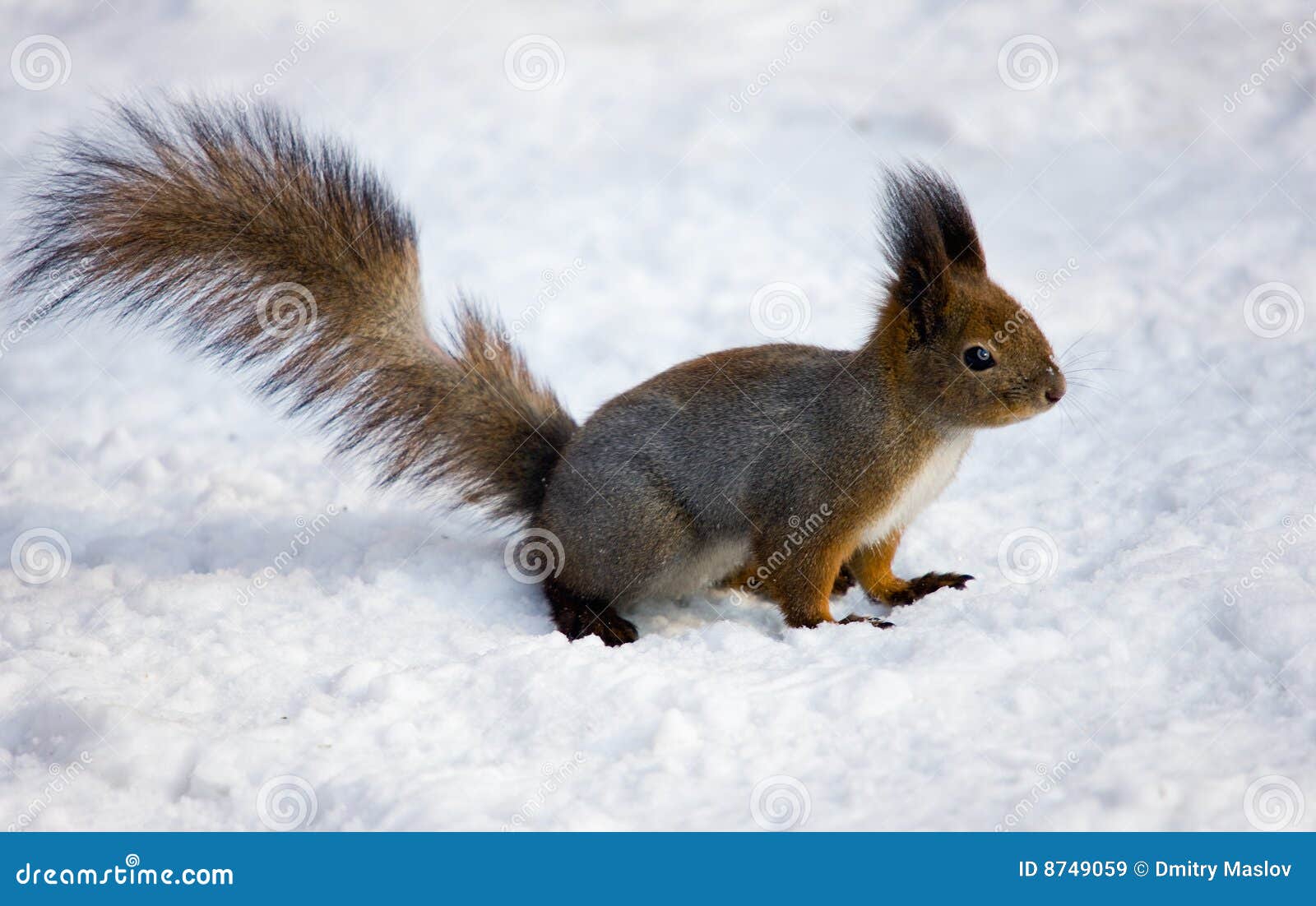 The squirrel on snow stock image. Image of nature, mammal - 8749059