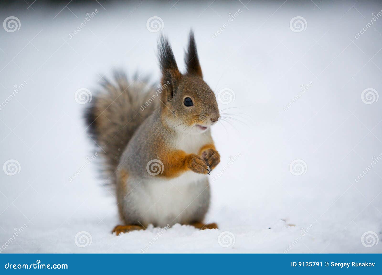 A squirrel in snow stock image. Image of look, beauty - 9135791