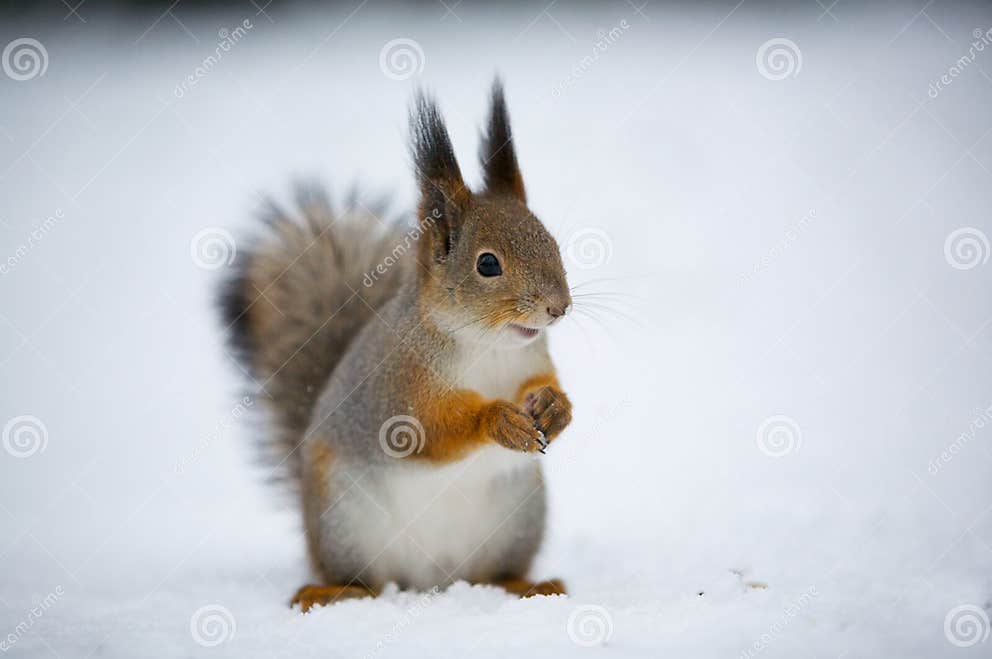 A squirrel in snow stock image. Image of look, beauty - 9135791