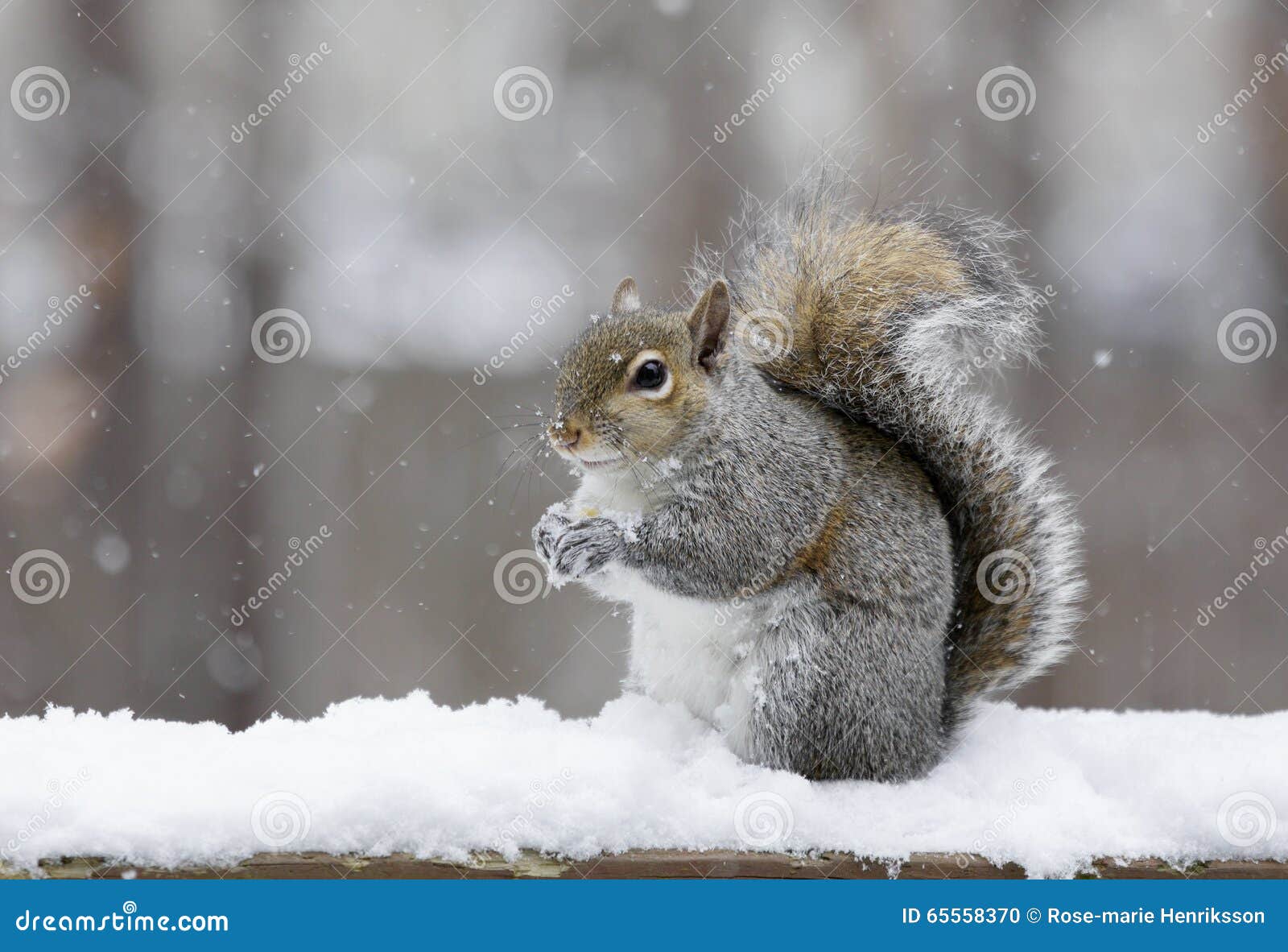 Squirrel in the snow stock photo. Image of animal, wild - 65558370