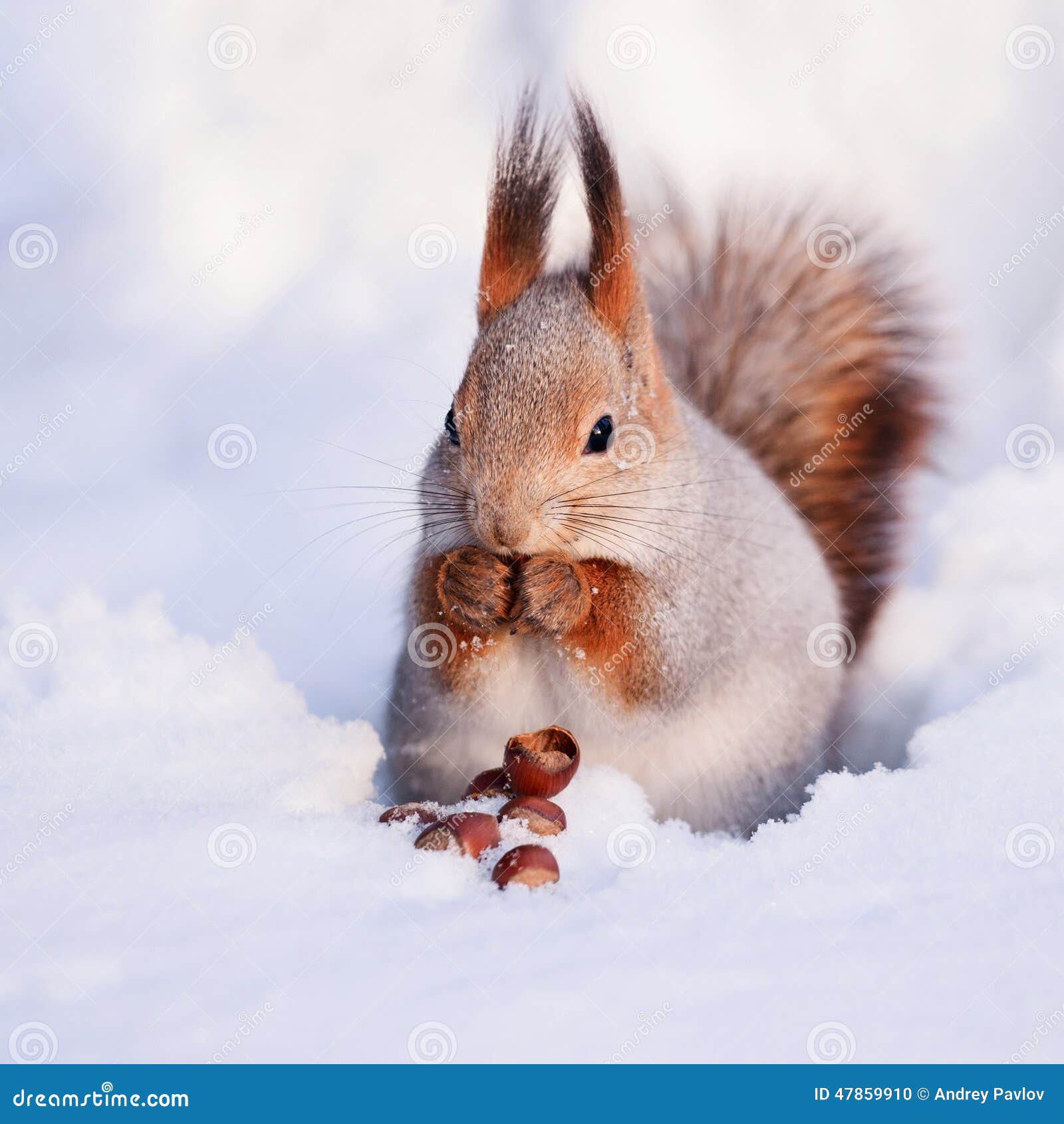 Squirrel on the snow stock photo. Image of snow, forest - 47859910
