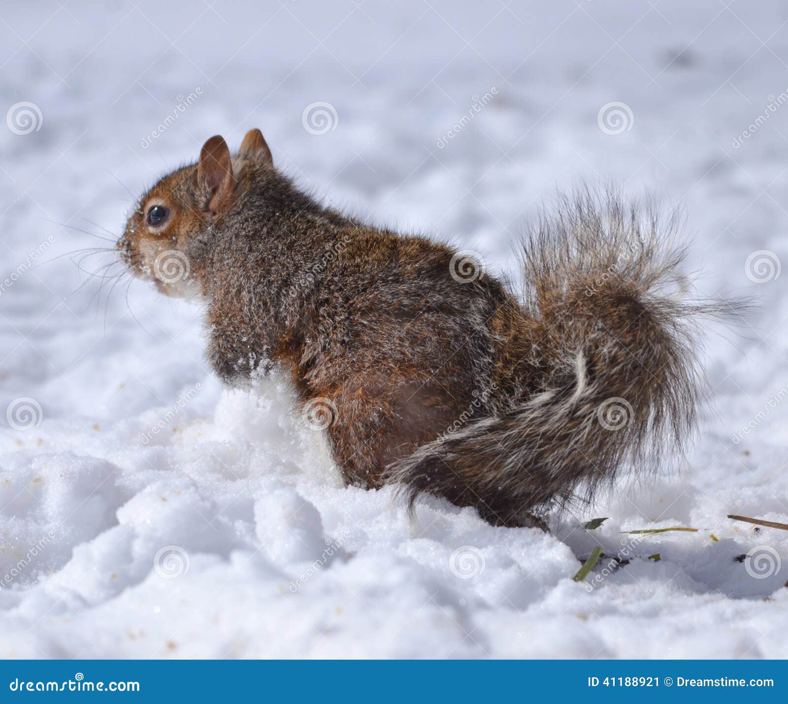 Squirrel in the snow stock image. Image of snow, powder - 41188921