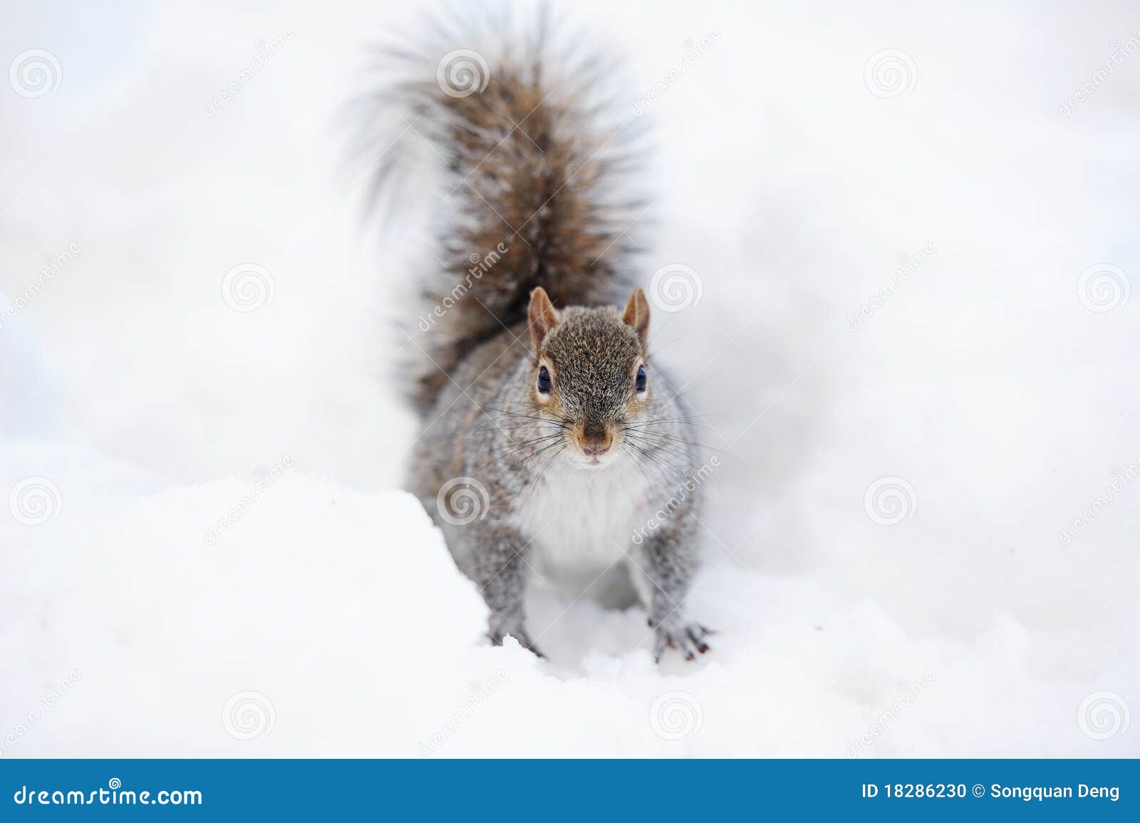Squirrel with Snow in Winter Stock Photo - Image of outdoors, mammal ...