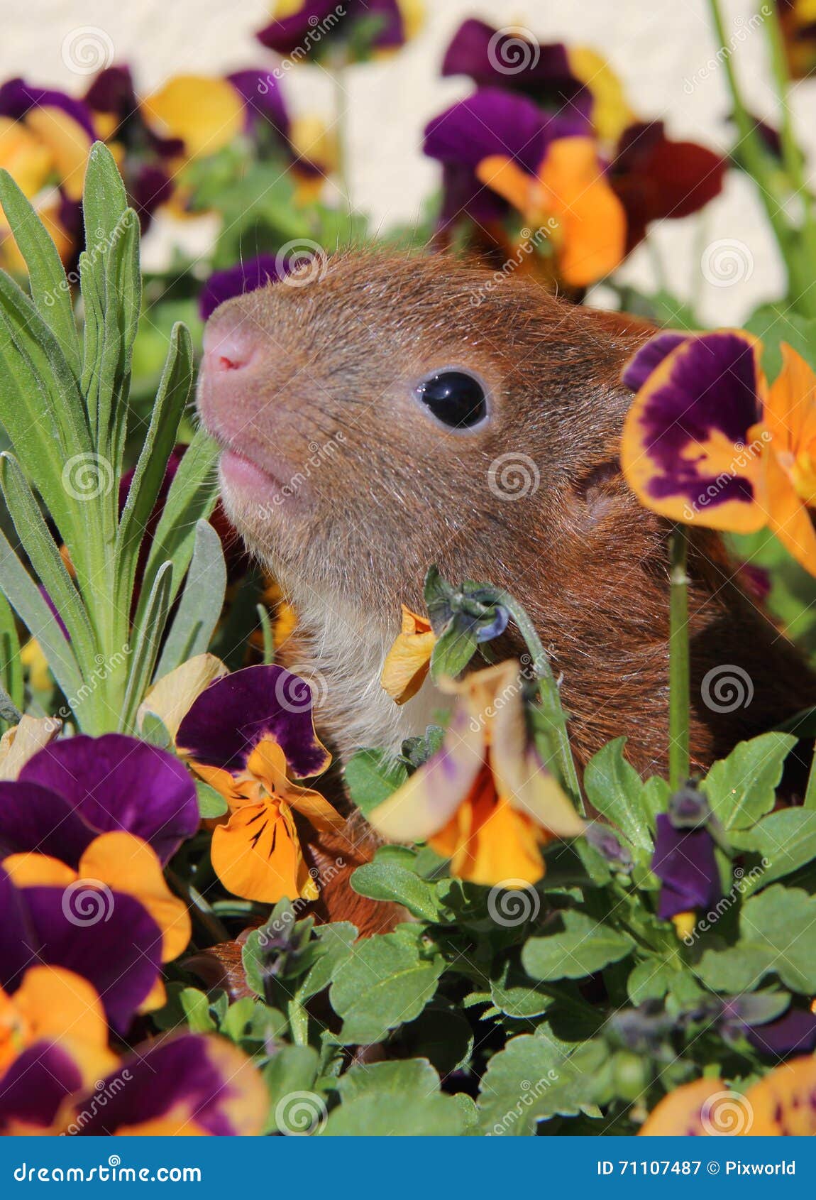 Squirrel among Some Flowers Stock Image - Image of child, summer: 71107487
