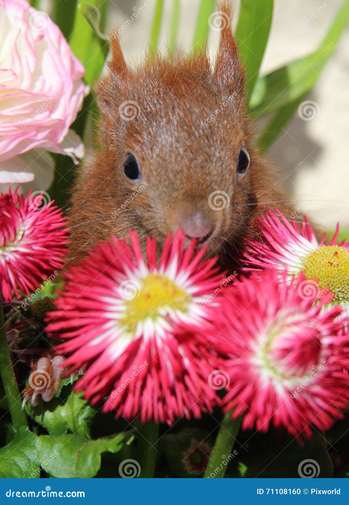 Squirrel among Some Flowers Stock Photo - Image of summer, food: 71108160