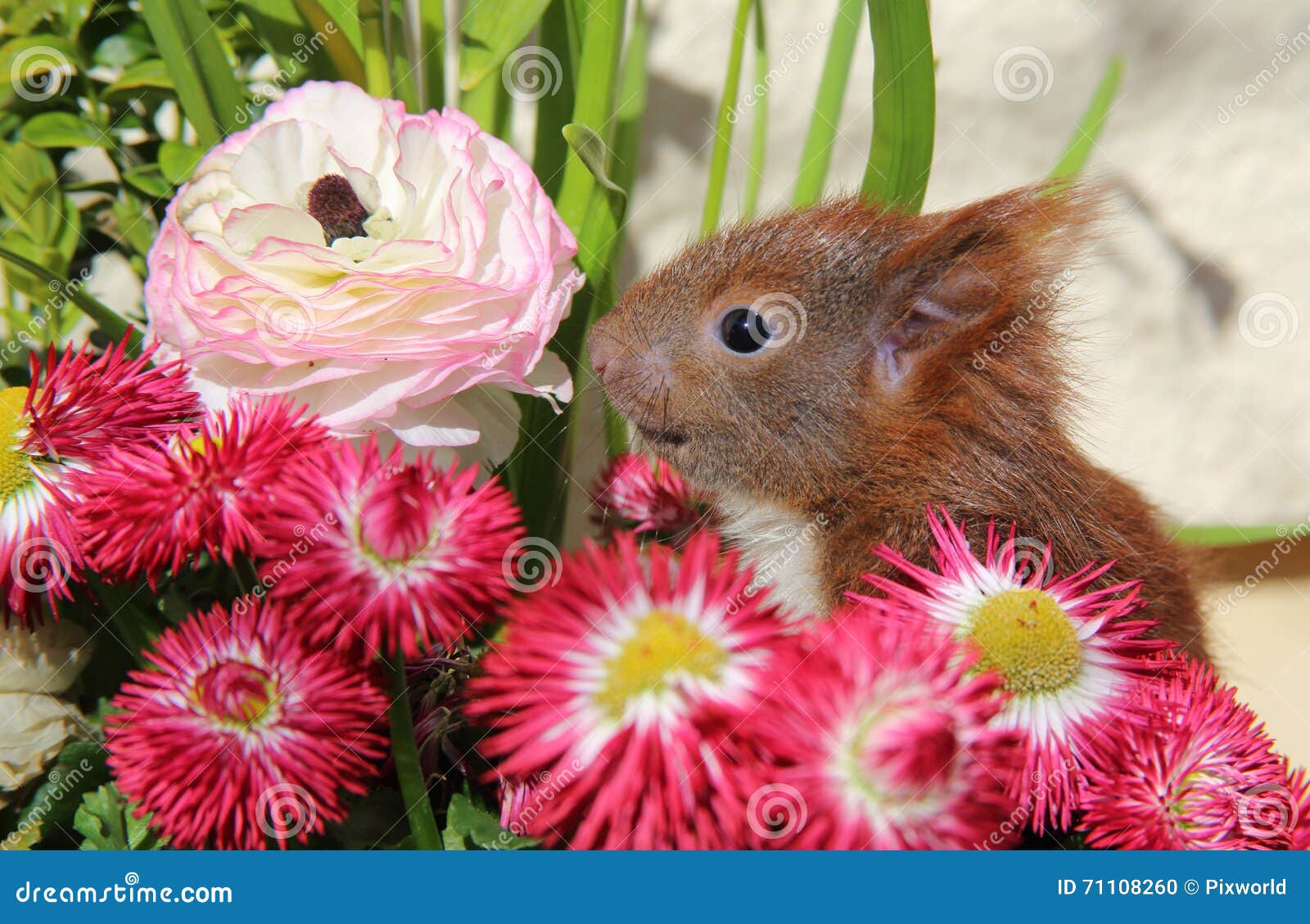 Squirrel among Some Flowers Stock Photo - Image of child, summer: 71108260