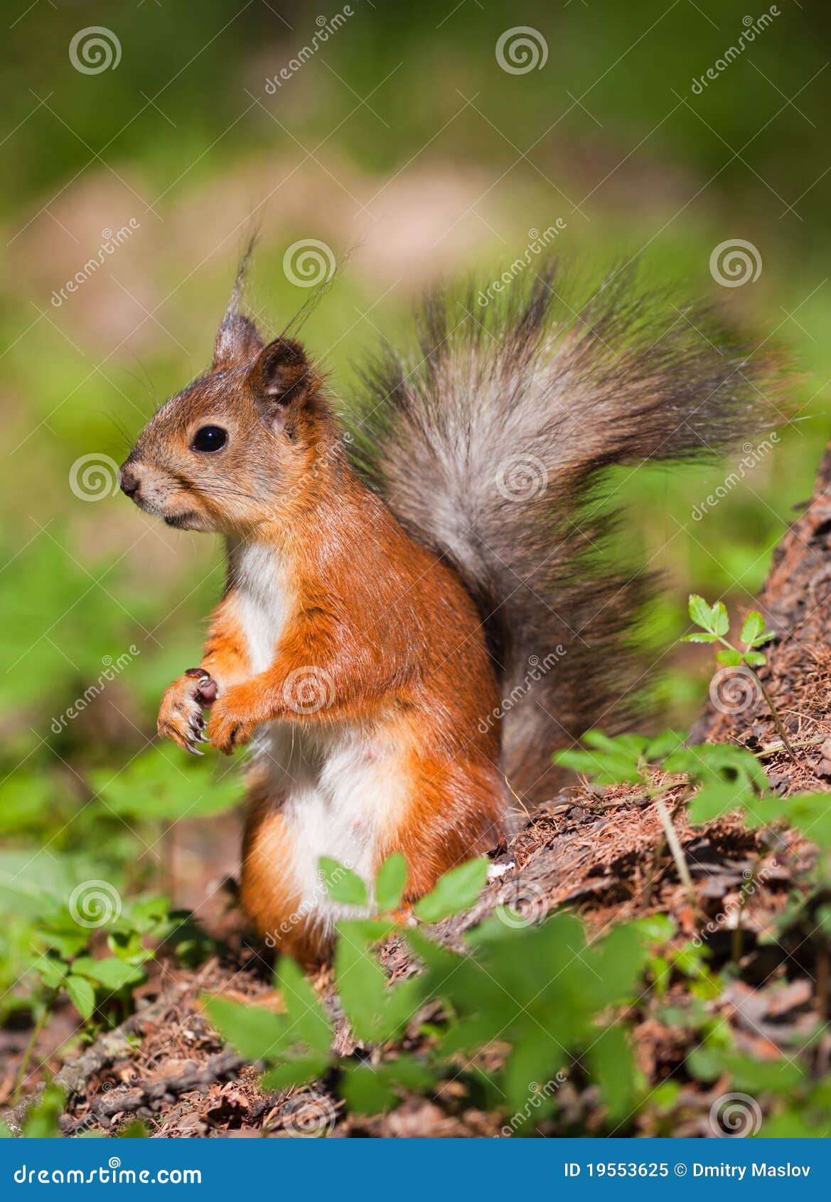 The squirrel in the spring stock image. Image of green - 19553625