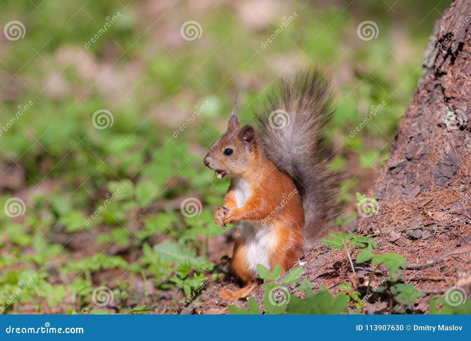 Squirrel on a spring grass stock photo. Image of spring - 113907630
