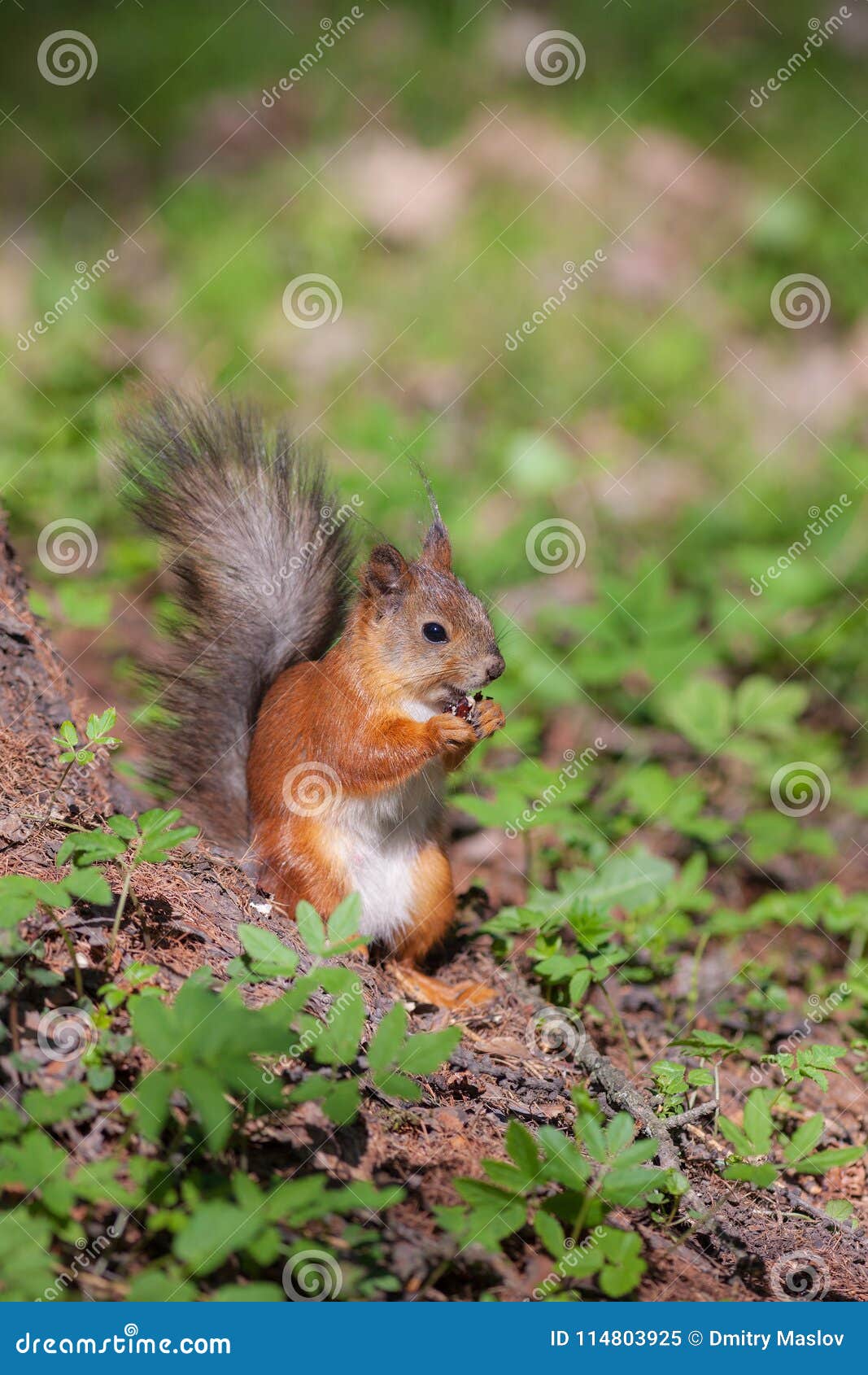 Squirrel in spring stock image. Image of nature, portrait - 114803925