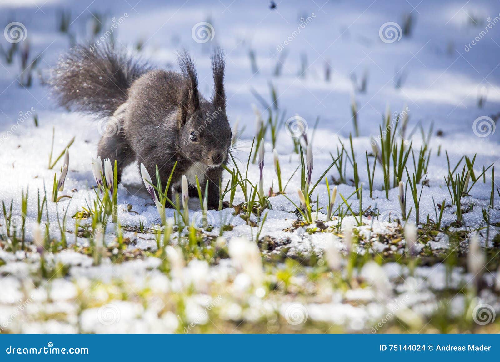 Squirrel at Spring with Snow Stock Photo - Image of mossy, posing: 75144024