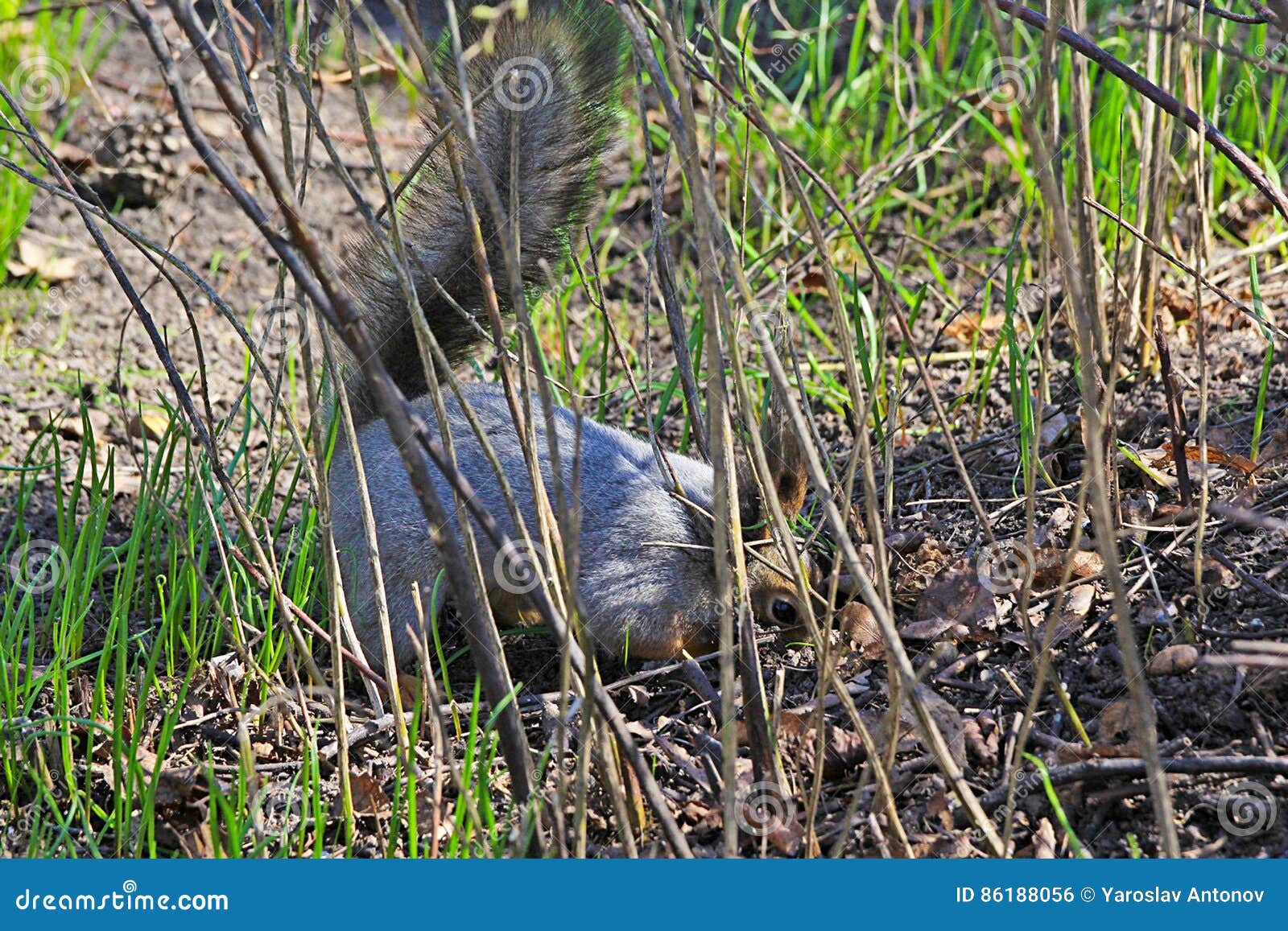 Squirrel Spring in the Woods Stock Photo - Image of life, wildlife ...