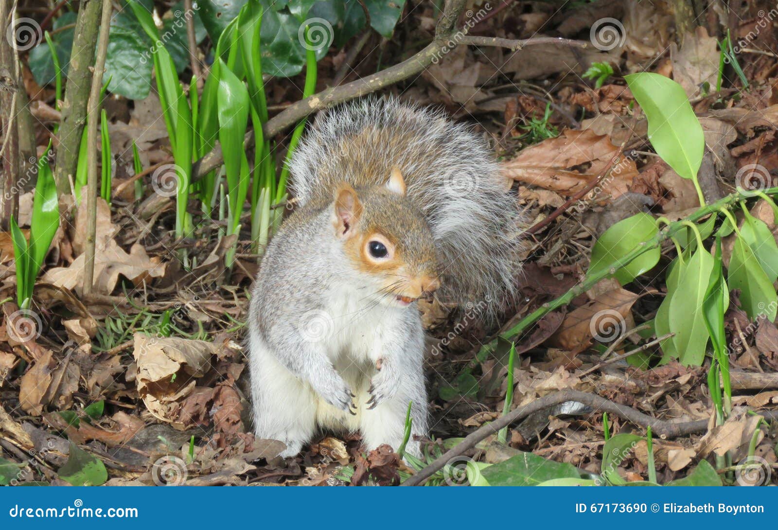Squirrel in Springtime stock photo. Image of animal, closeup - 67173690