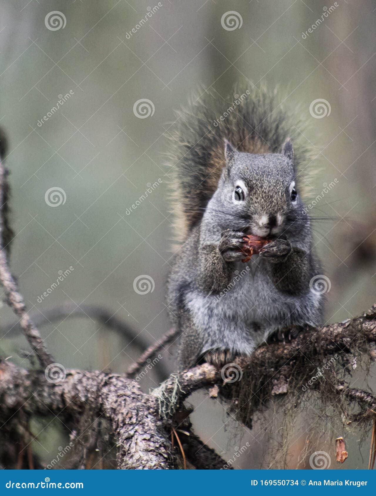 Squirrel stock photo. Image of nature, lunch, wild, squirrel - 169550734