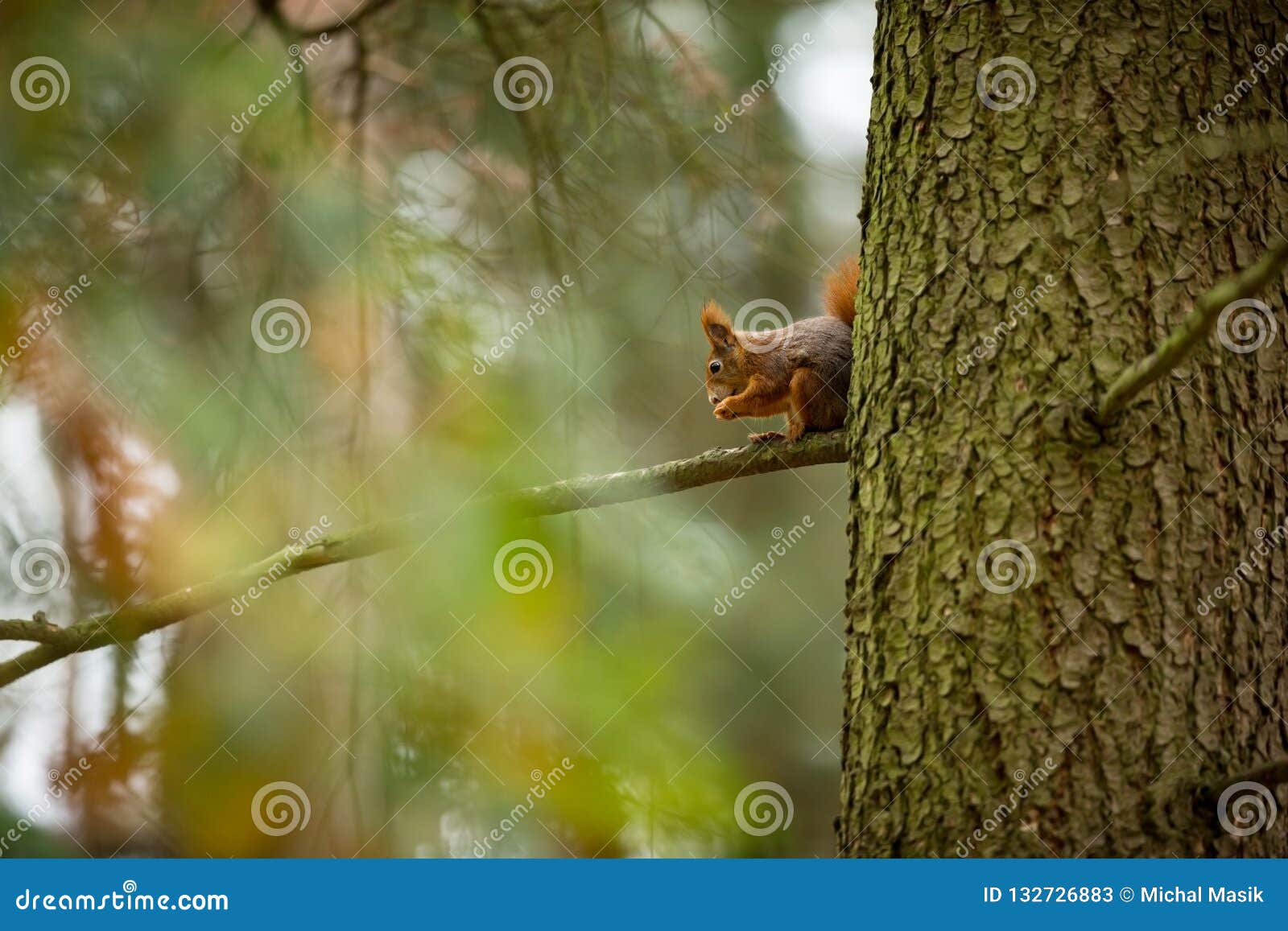 Squirrel. the Squirrel Was Photographed in the Czech Republic. Squirrel ...