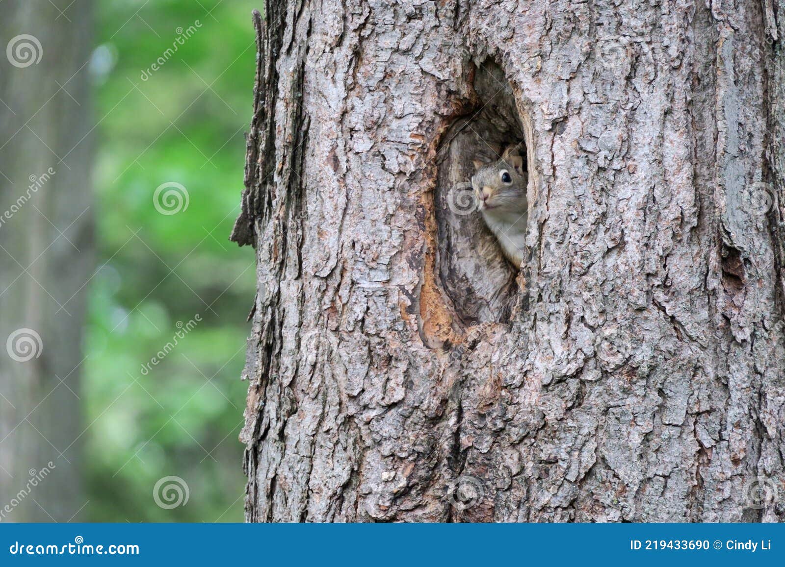 Squirrel stock photo. Image of hole, tree, squirrel - 219433690