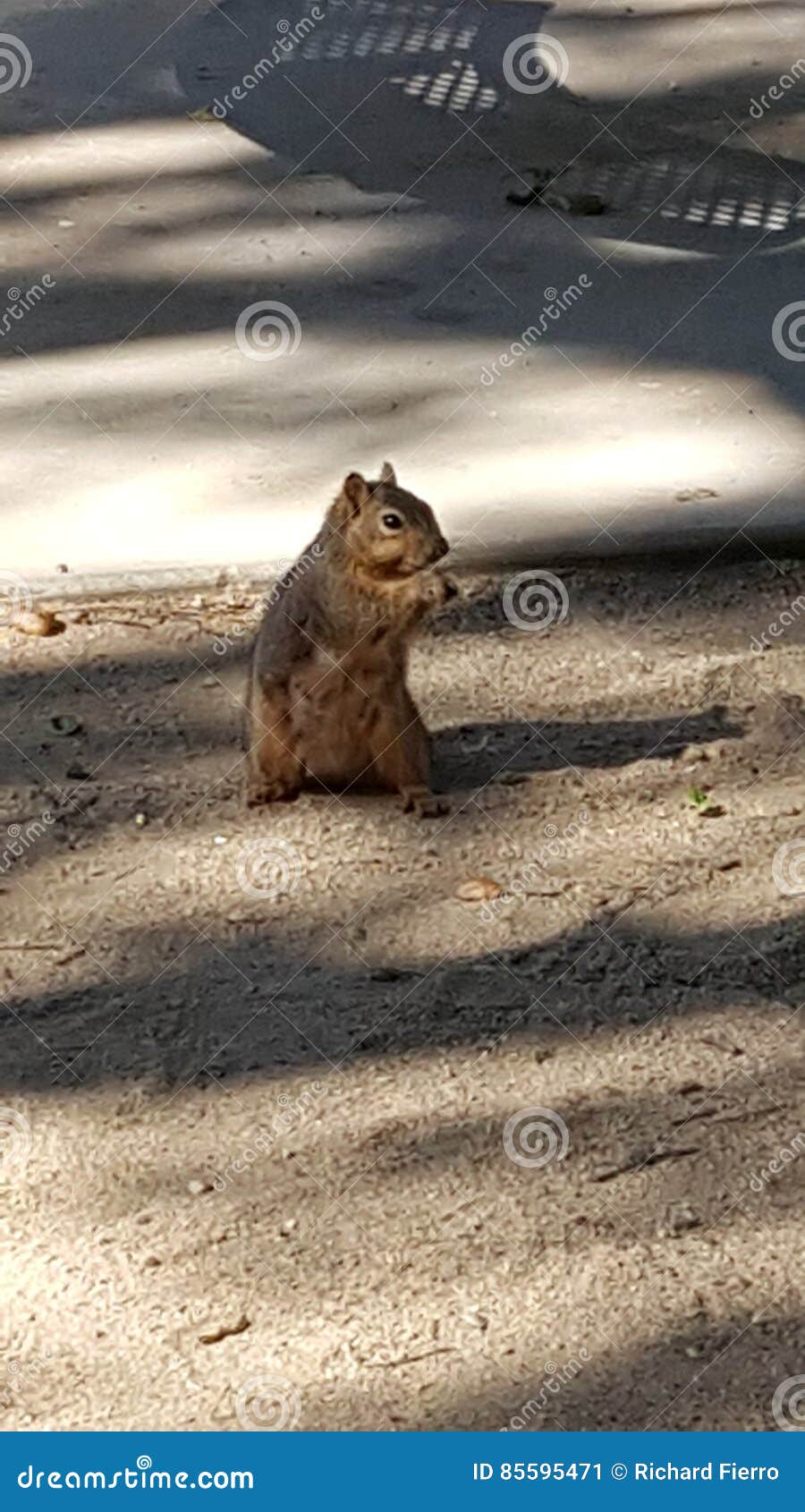 Squirrels Love Shade Stock Photos - Free & Royalty-Free Stock Photos ...