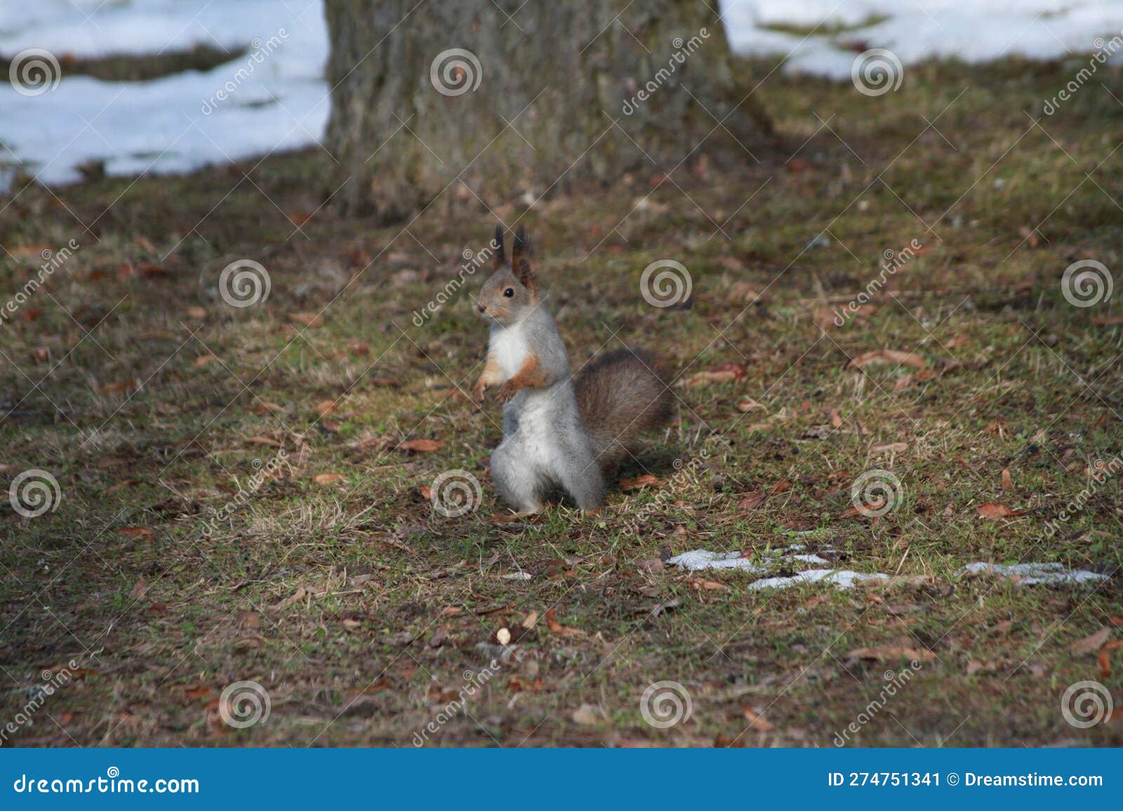 Squirrel stand on a land stock image. Image of land - 274751341