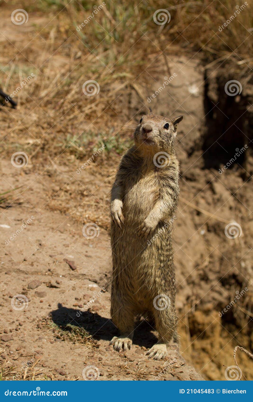 Squirrel standing stock image. Image of stand, rodent - 21045483