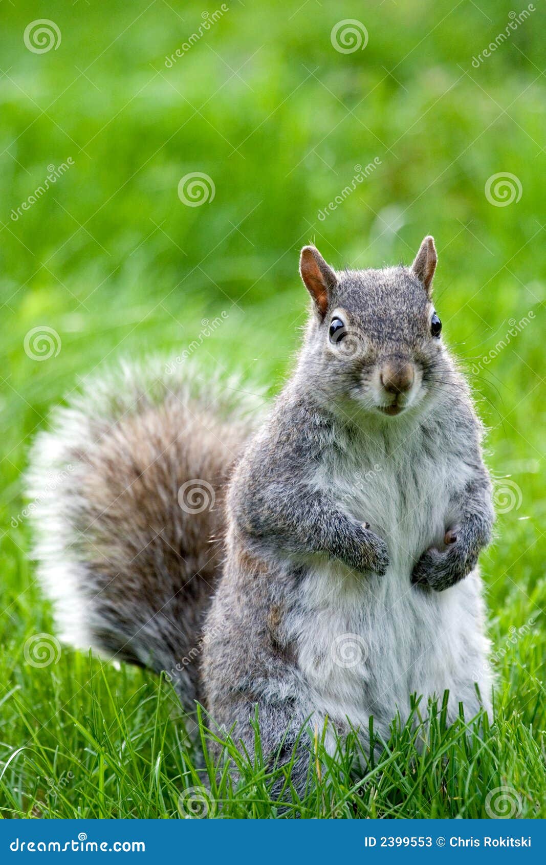 Squirrel Standing stock image. Image of rodent, wild, looking - 2399553