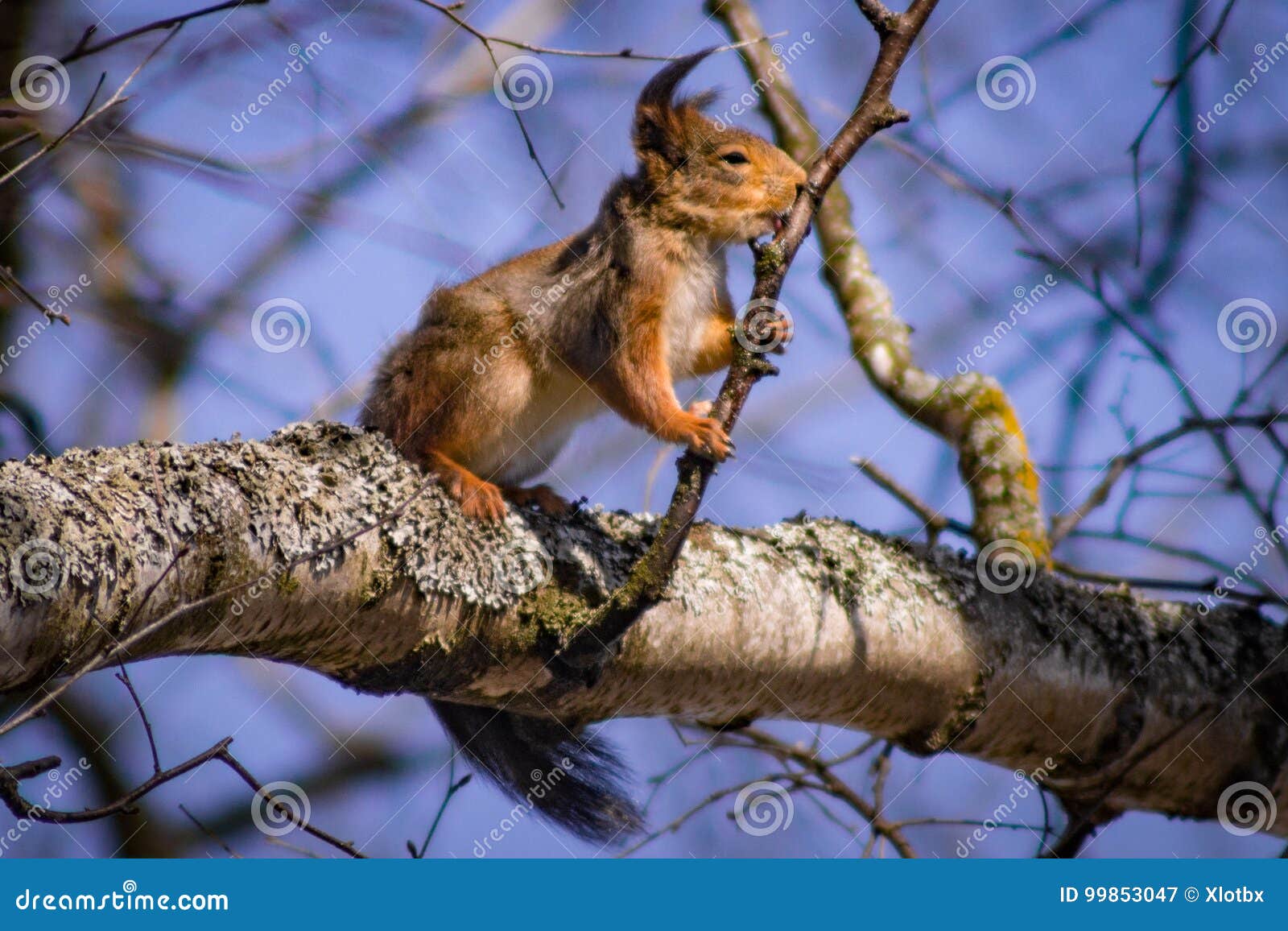 Funny Squirrel on a branch stock image. Image of mammal - 99853047