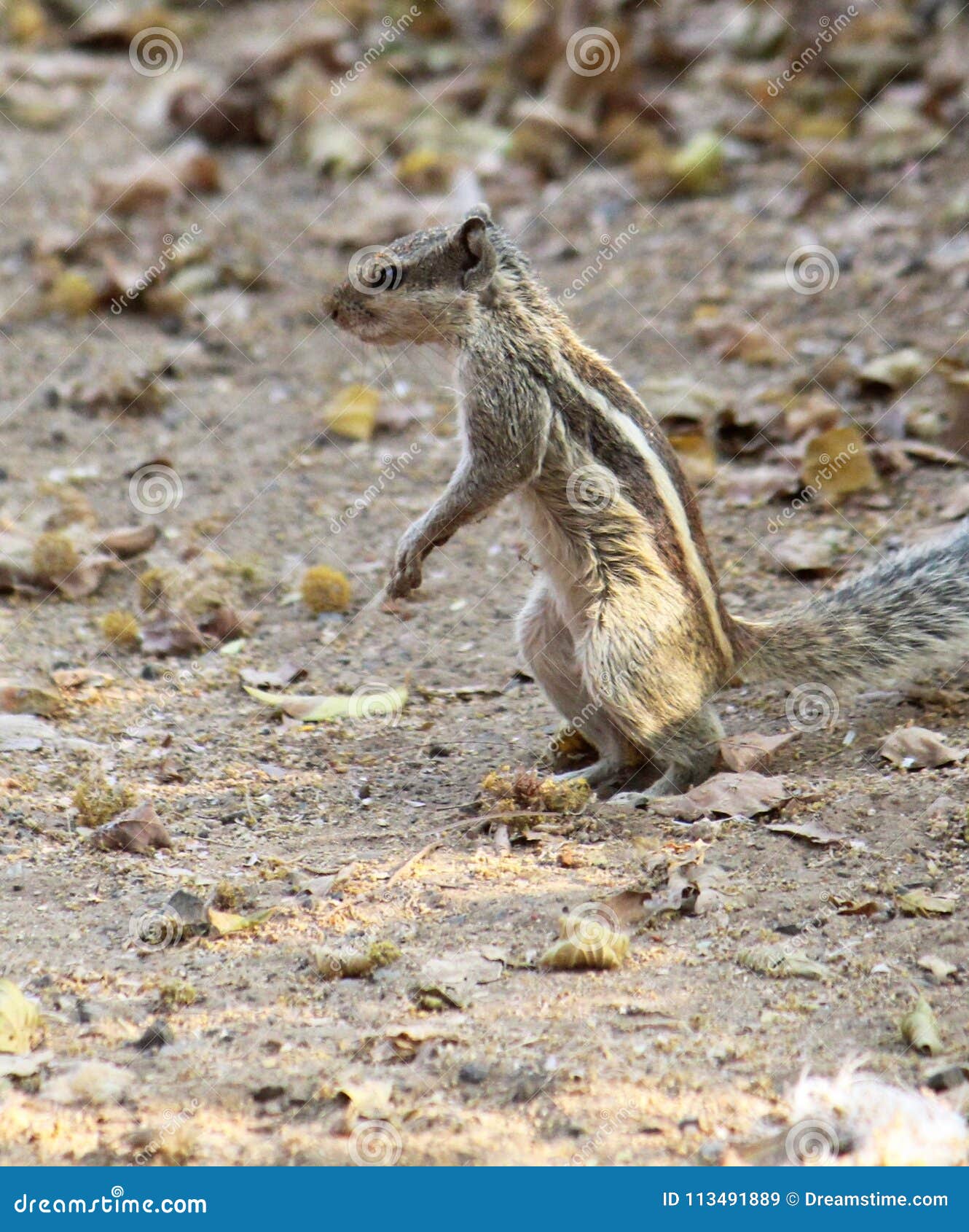Squirrel Standing on Foot . Stock Image - Image of squirrel, forest ...