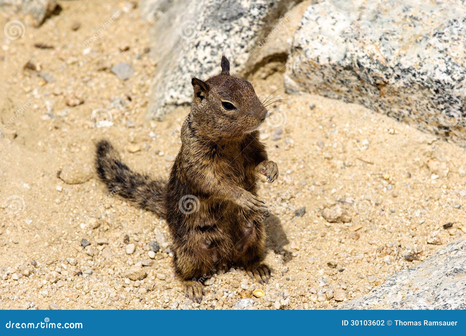 Squirrel stock photo. Image of animal, squirrel, brown - 30103602