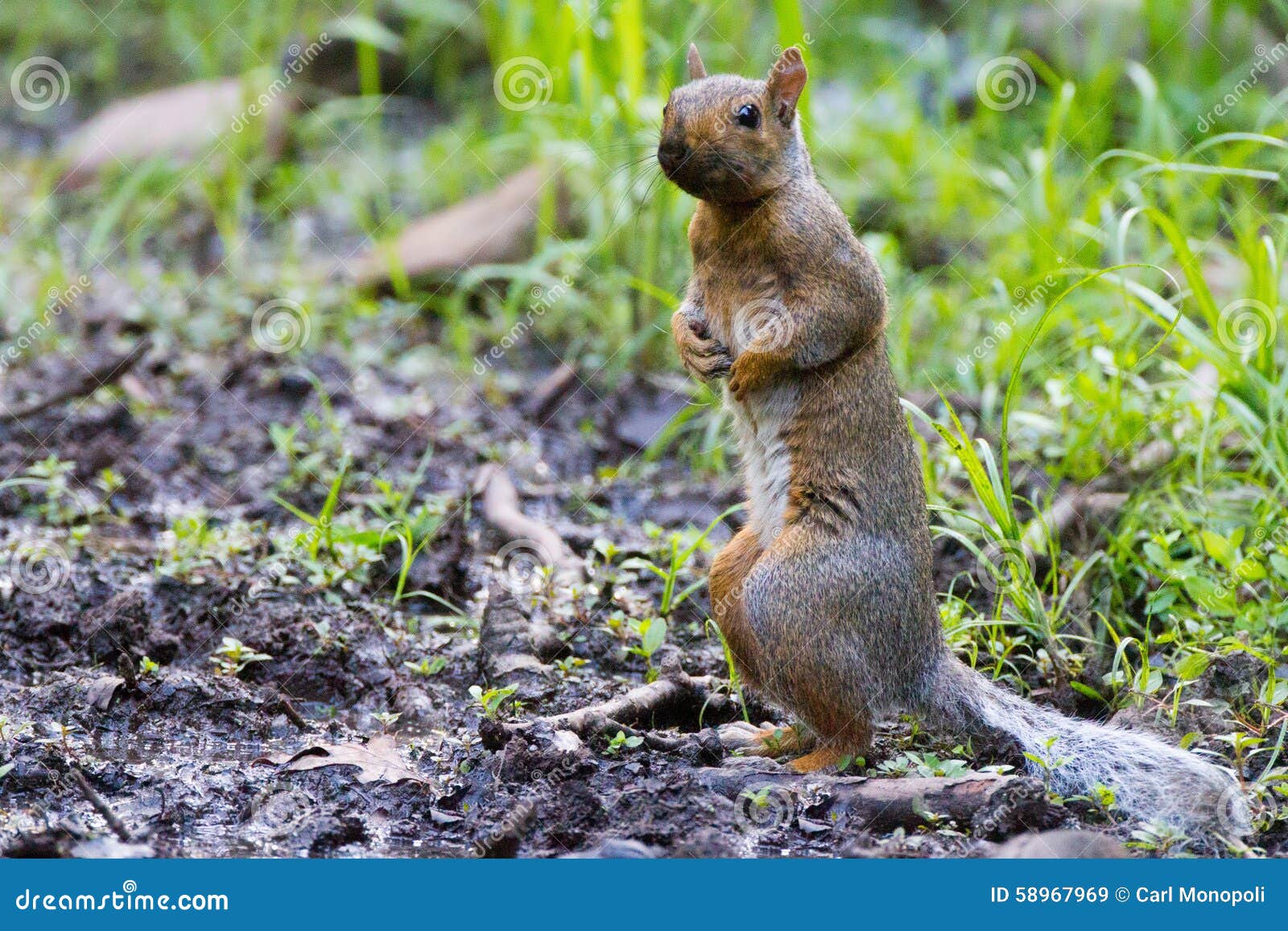 Squirrel standing stock image. Image of shore, apprehensively - 58967969