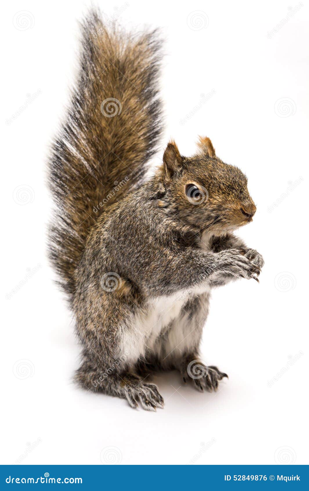 Squirrel standing stock photo. Image of vertical, hairy - 52849876