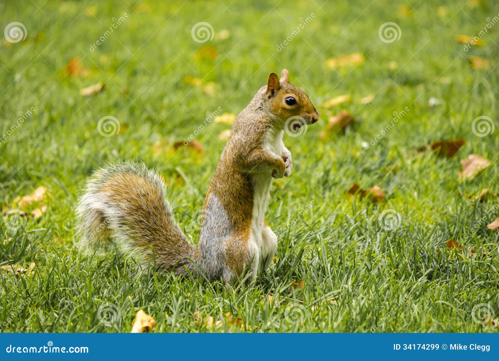 Squirrel Standing on Its Back Legs Stock Image - Image of leaf, animal ...