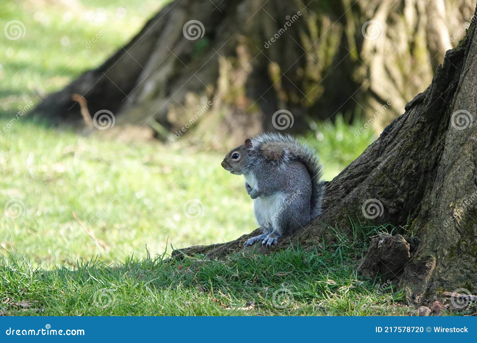 Squirrel Standing on the Root of a Tree in a Sunny Forest Stock Photo ...