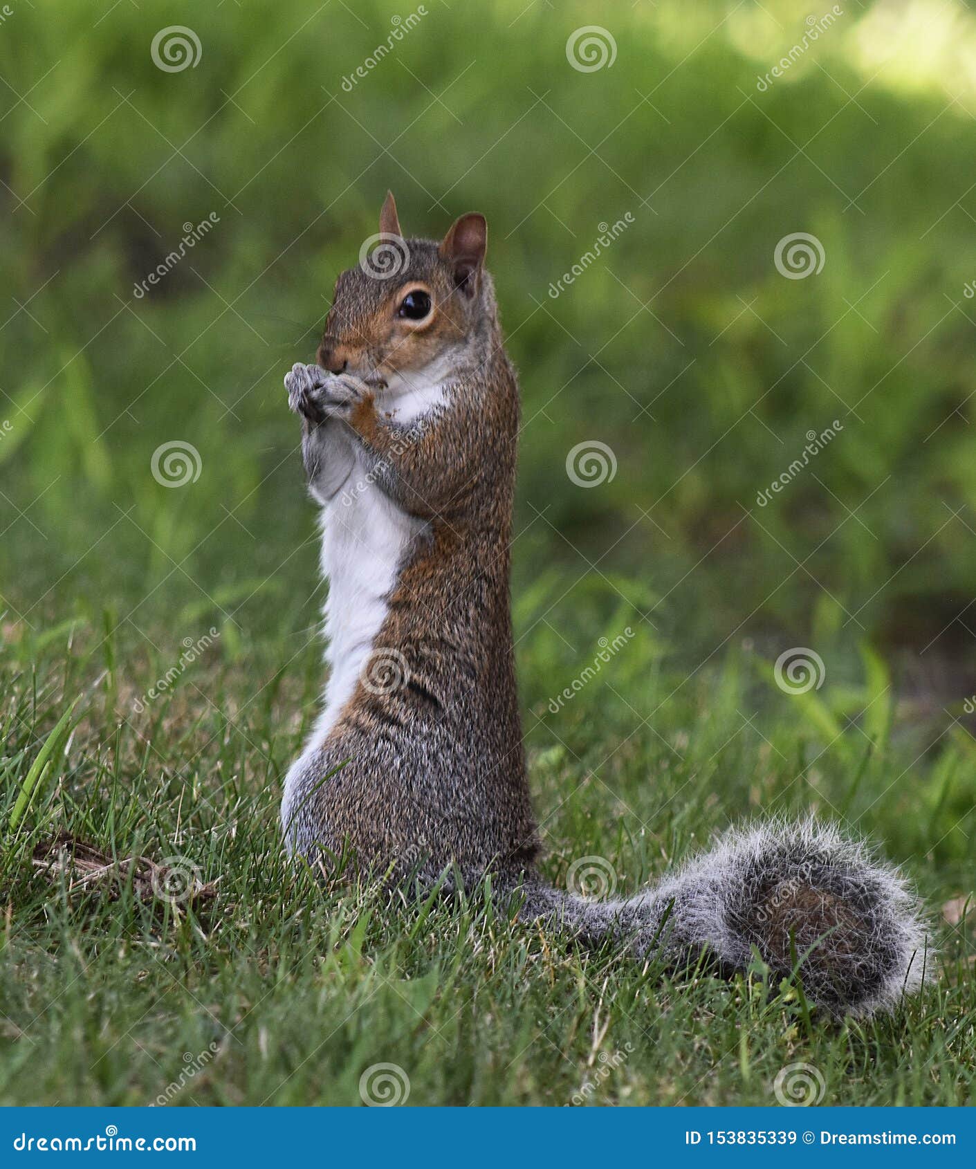 Harmonica Player stock image. Image of squirrel, tall - 153835339