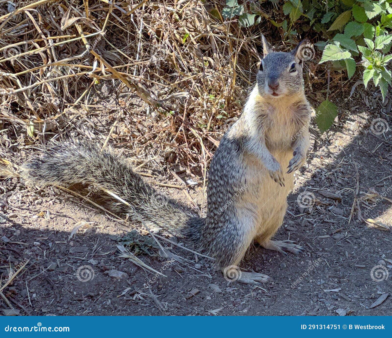 Close-up of a Squirrel Posing for the Camera Stock Image - Image of ...