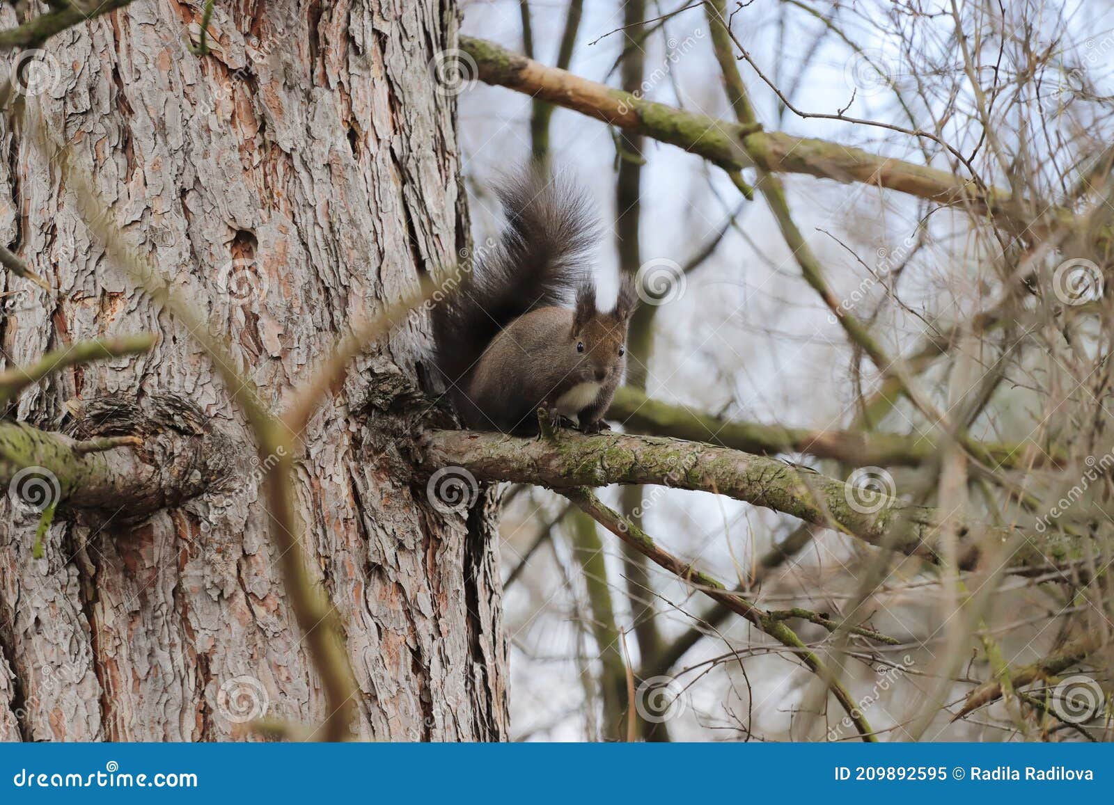 Squirrel Stands on a Branch Stock Image - Image of natural, portrait ...
