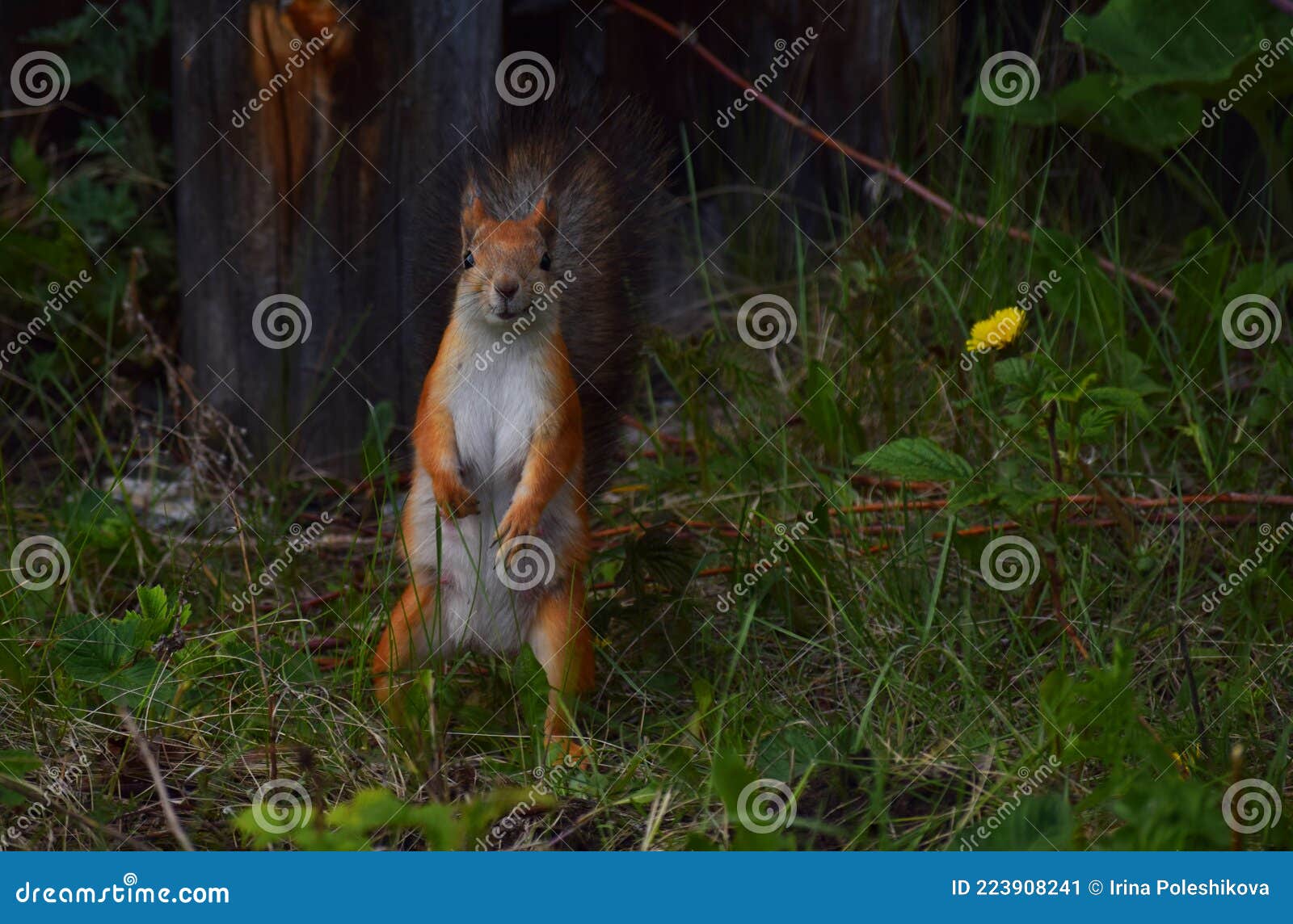 Squirrel Stands in the Grass Stock Image - Image of forest, tail: 223908241
